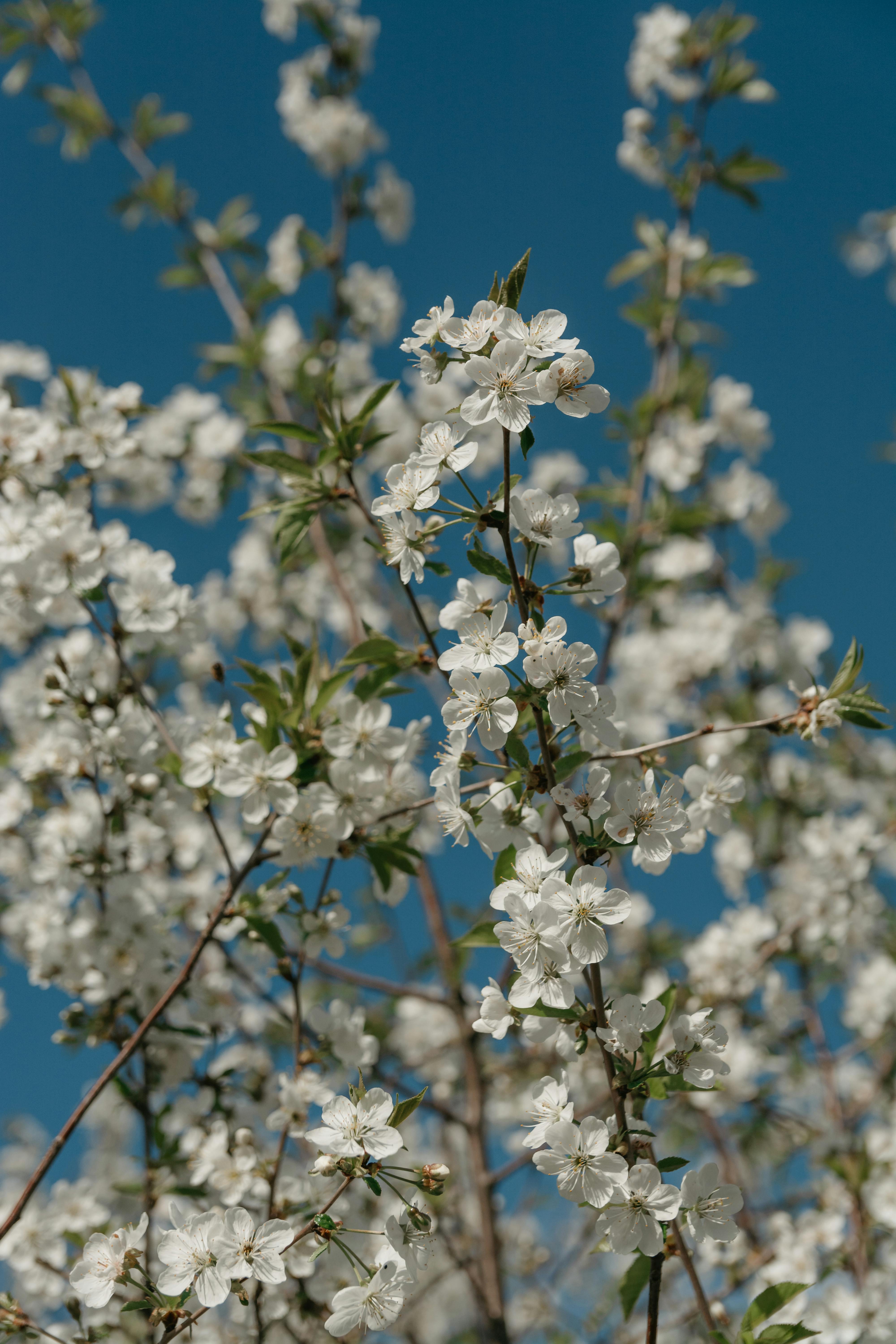 White Cherry Blossoms · Free Stock Photo