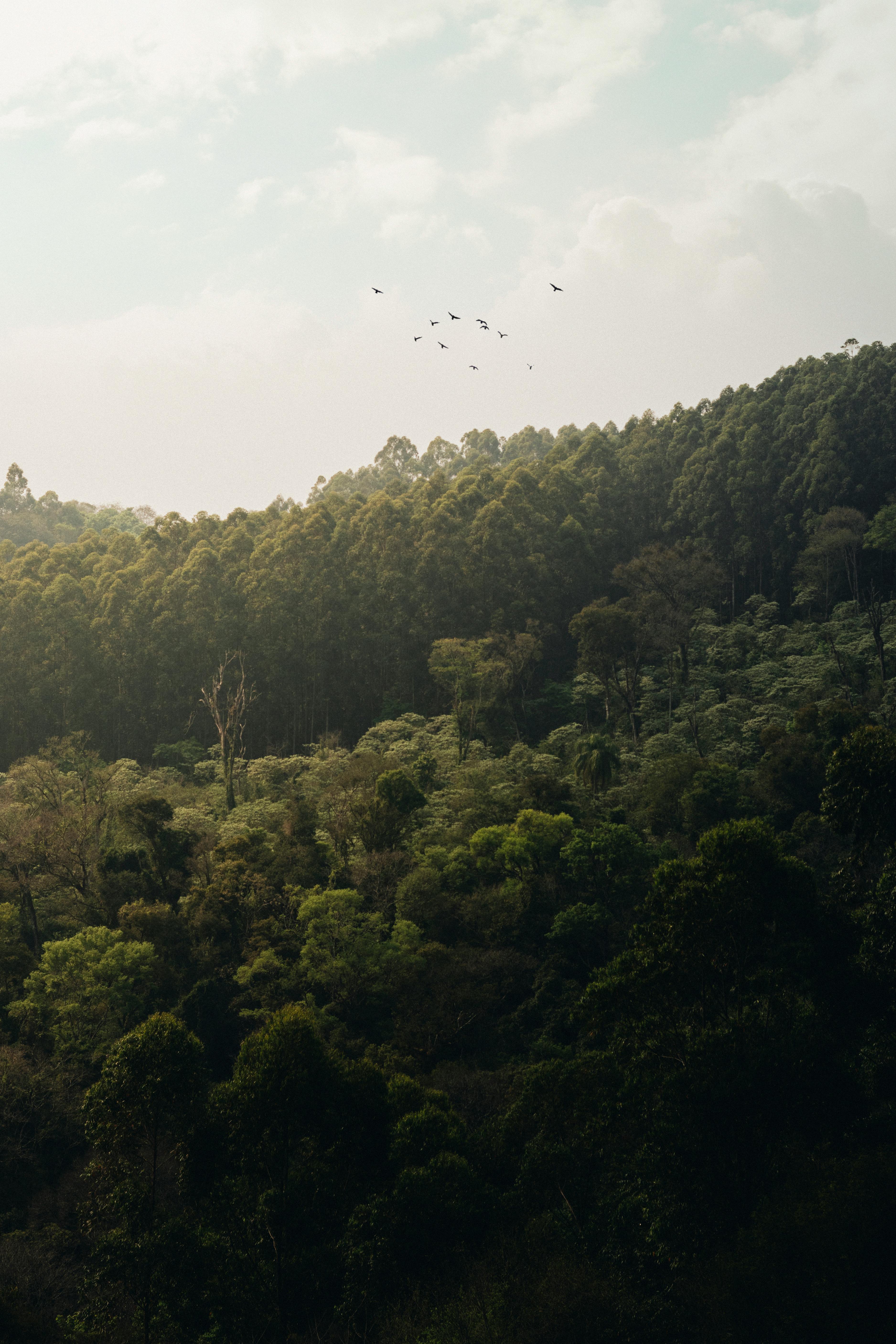 Birds Flying over Forest · Free Stock Photo