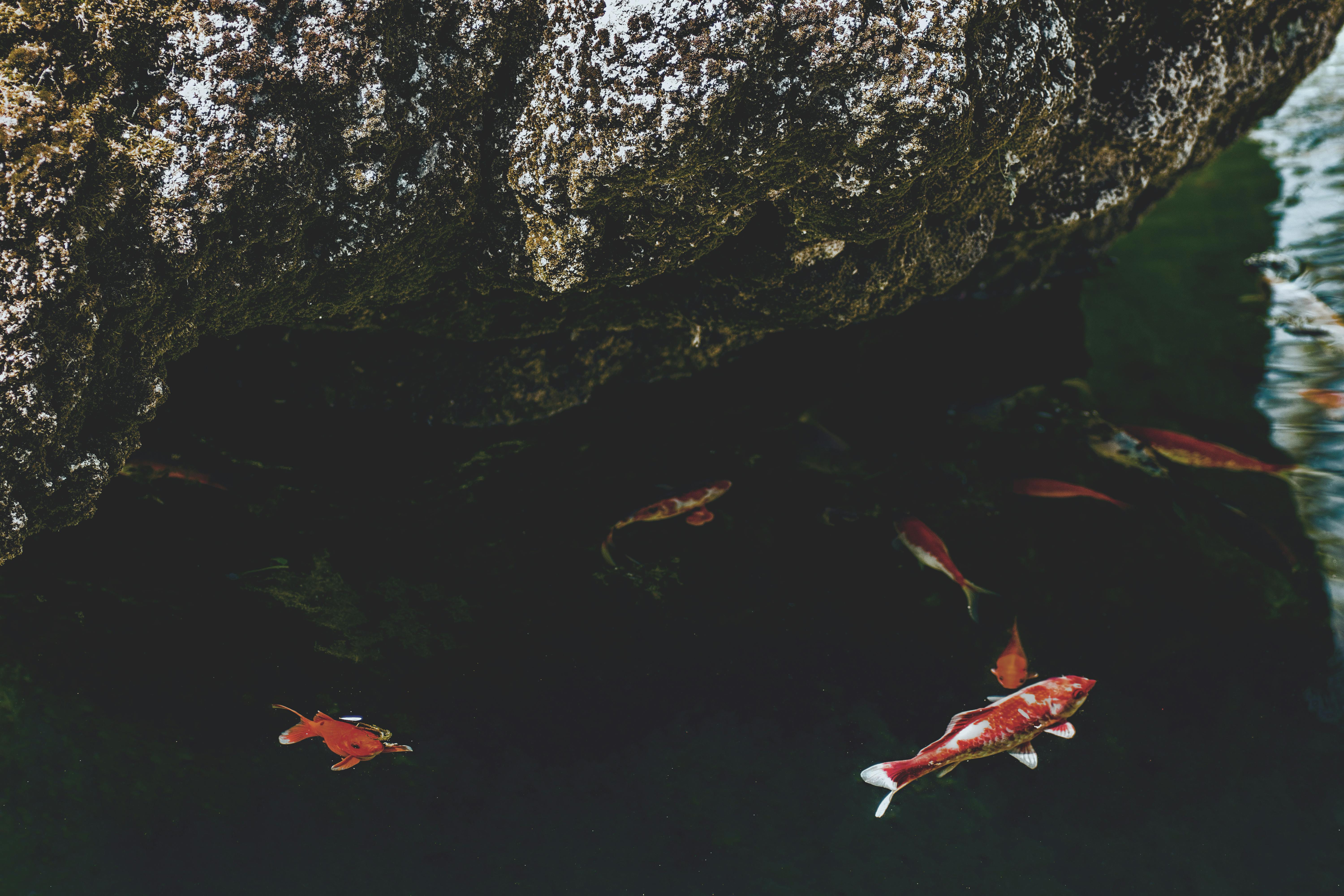 Shoal of Koi Fish Near Rock Formation · Free Stock Photo