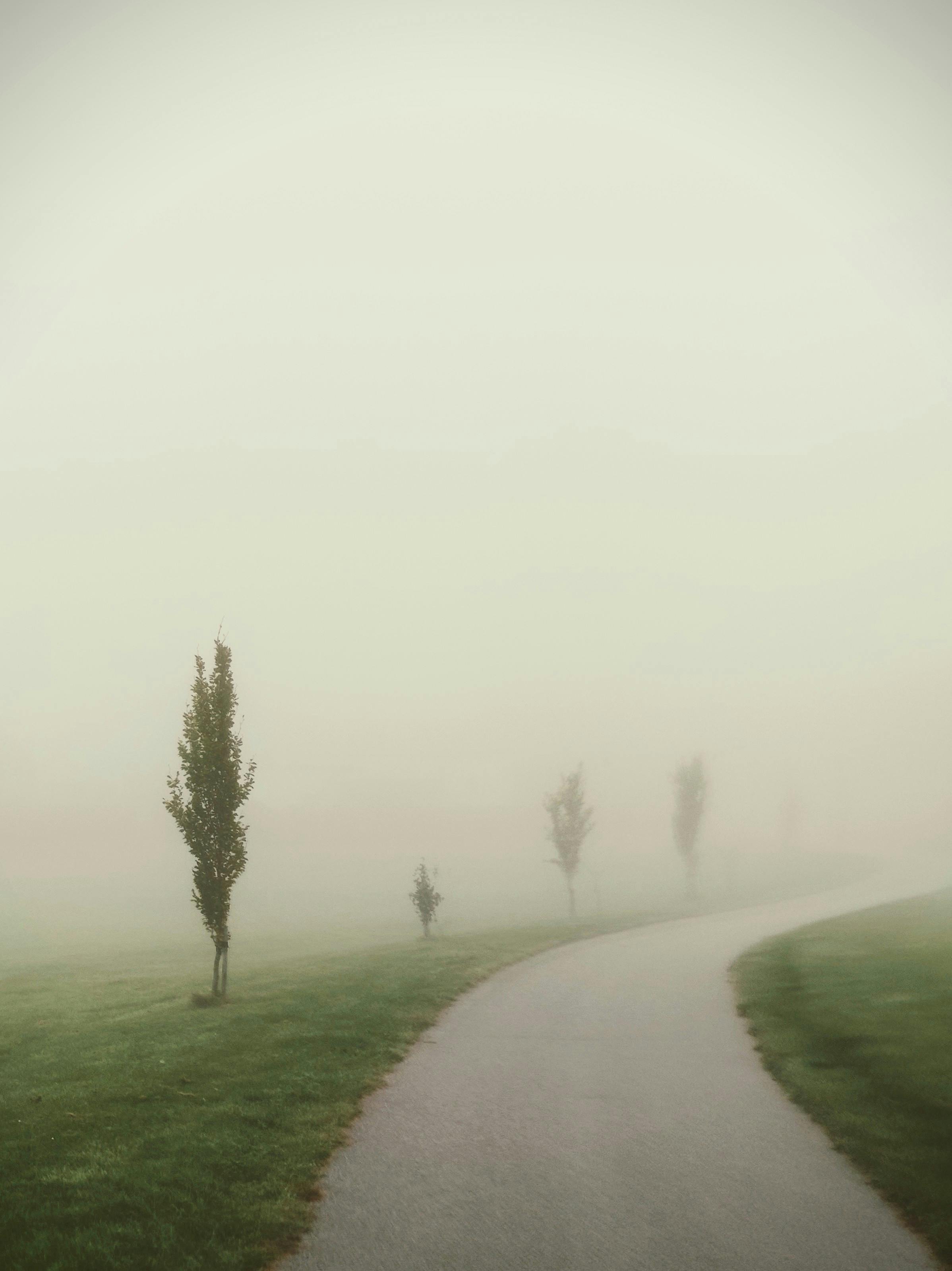 A Foggy Pathway · Free Stock Photo