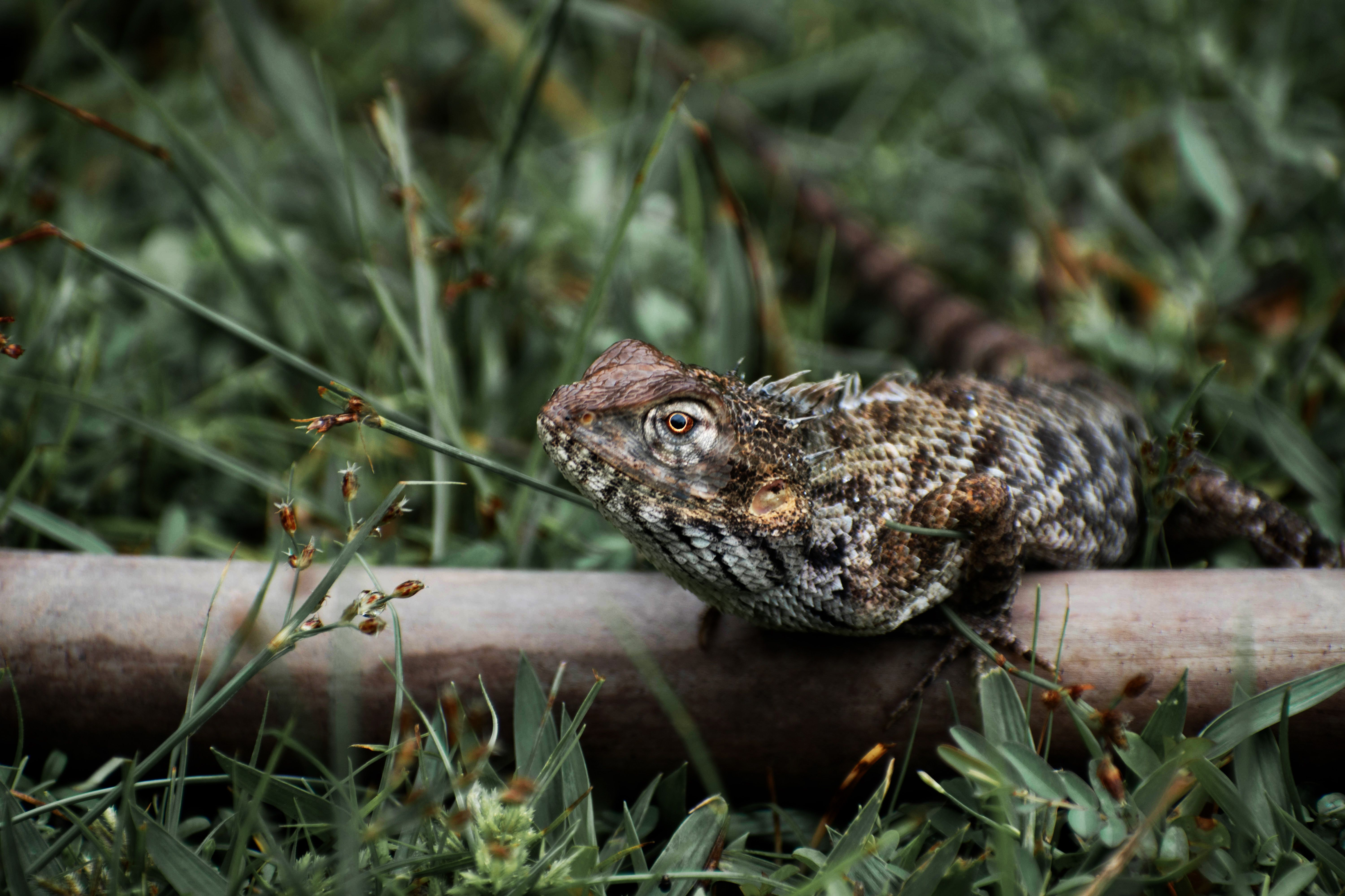 Brown and Black Lizard on Brown Wooden Surface · Free Stock Photo