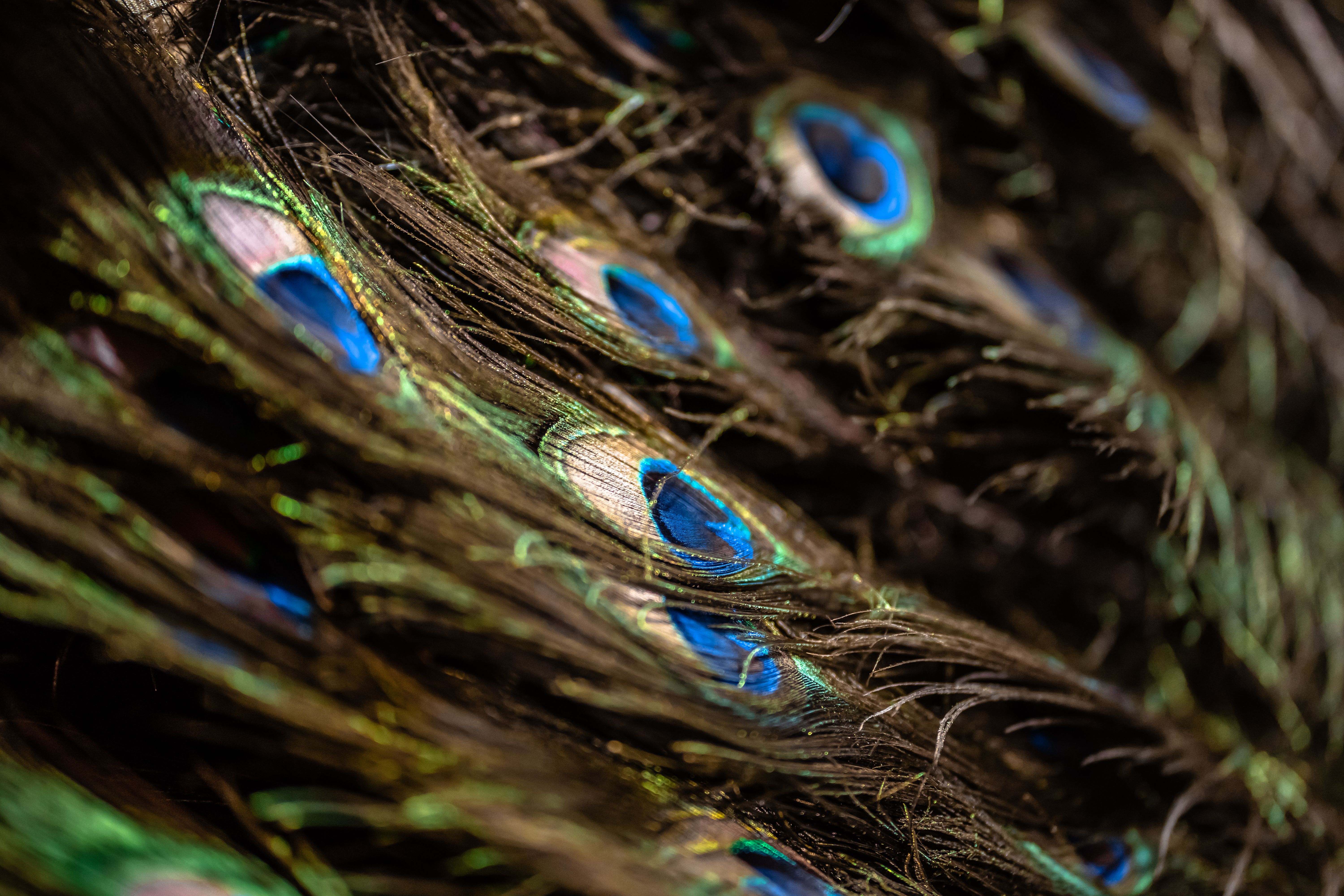 Close-Up Photo of a Peacock Feather · Free Stock Photo