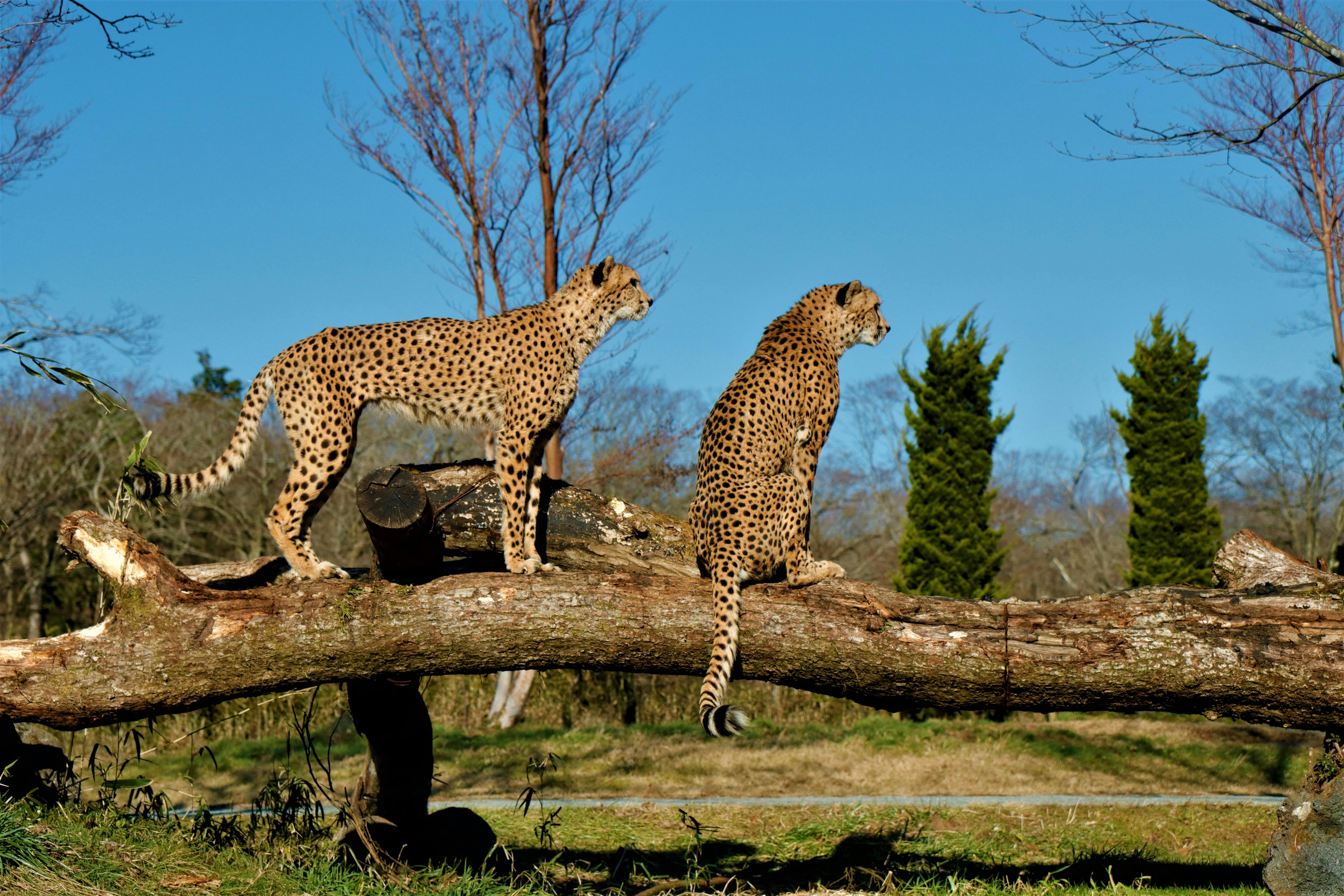 Cheetah on Brown Tree Trunk · Free Stock Photo
