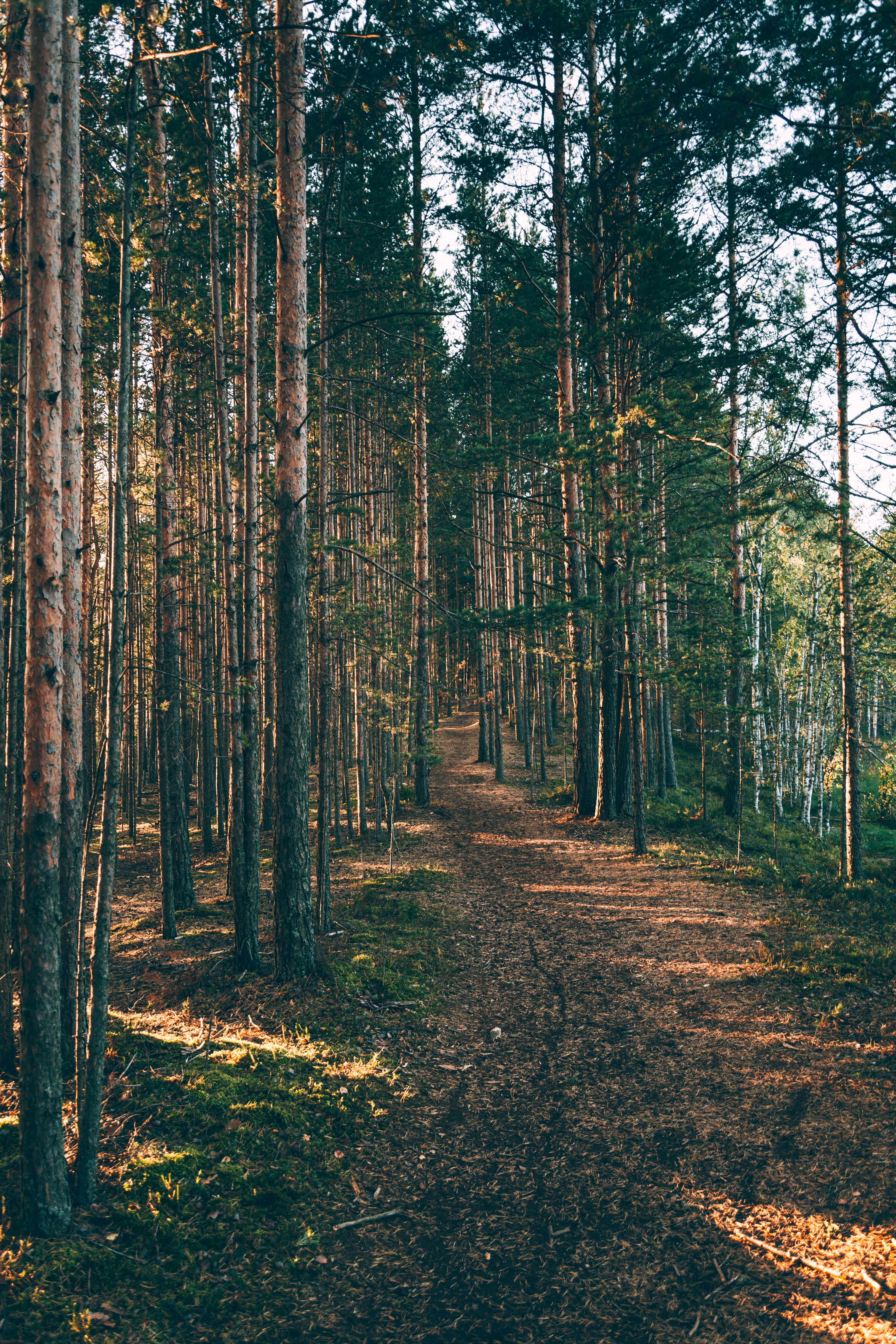 Pathway between high trees in summer forest · Free Stock Photo