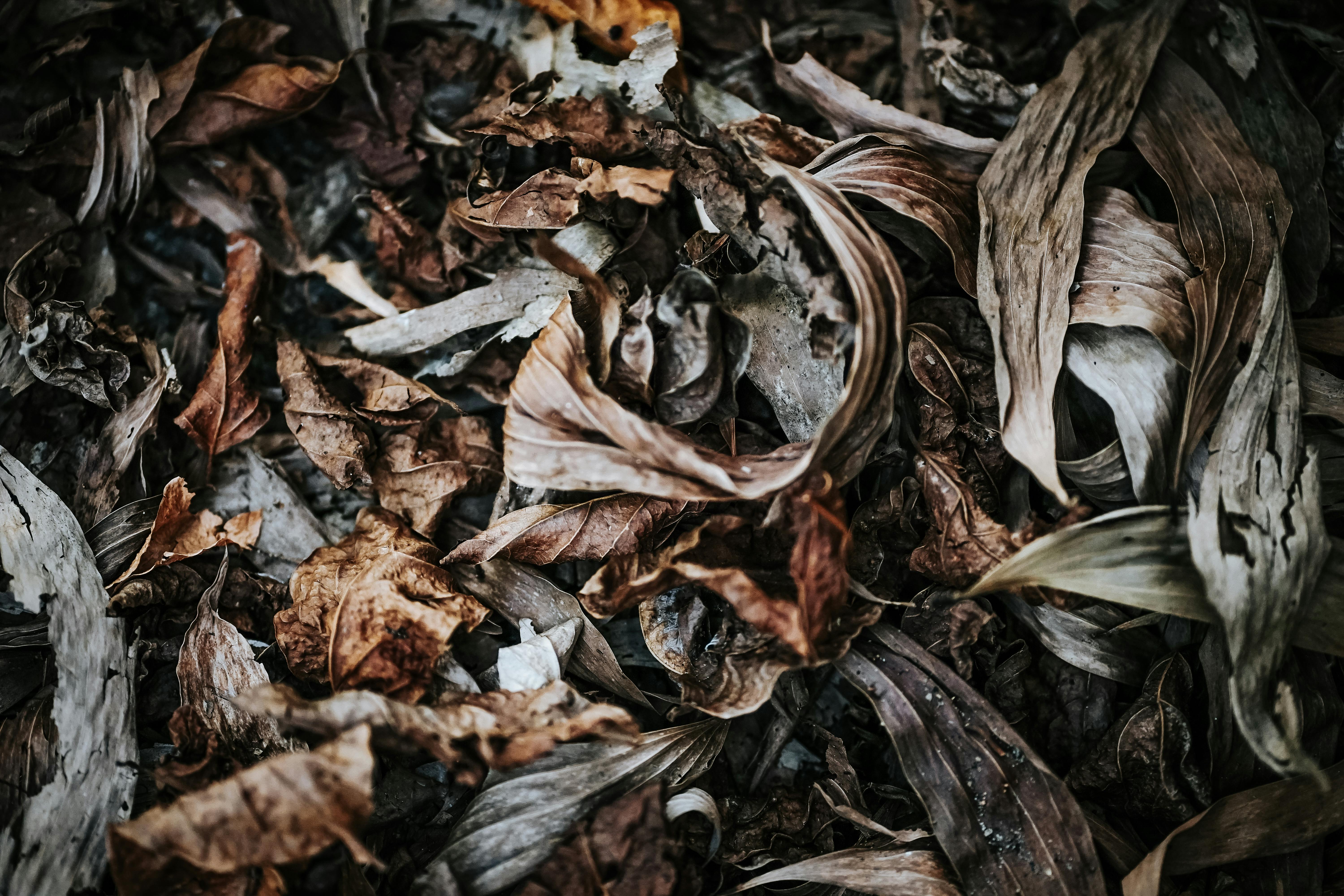 Dry autumn leaves decaying on ground · Free Stock Photo