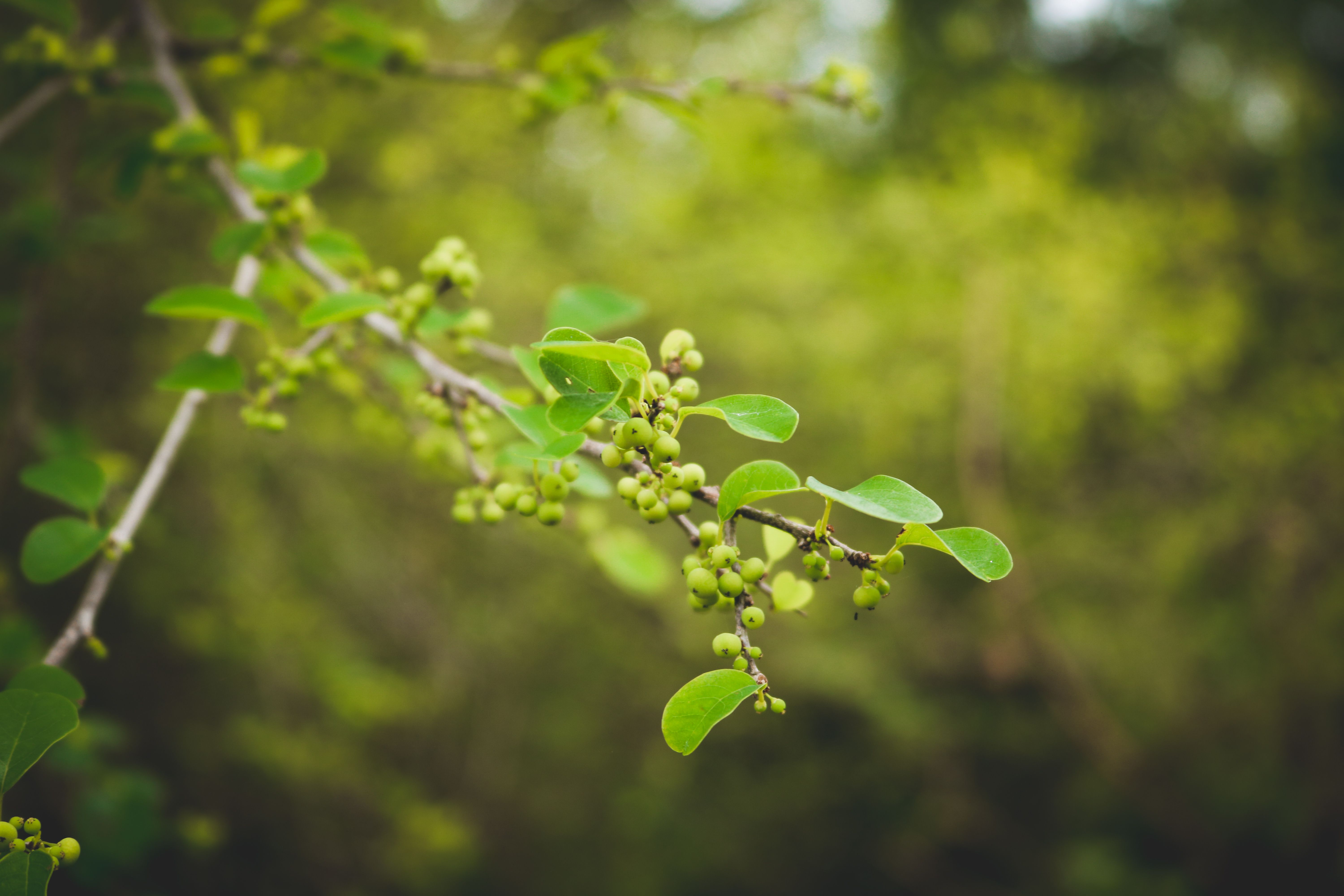 Familia Phyllanthaceae Photos, Download The BEST Free Familia ...