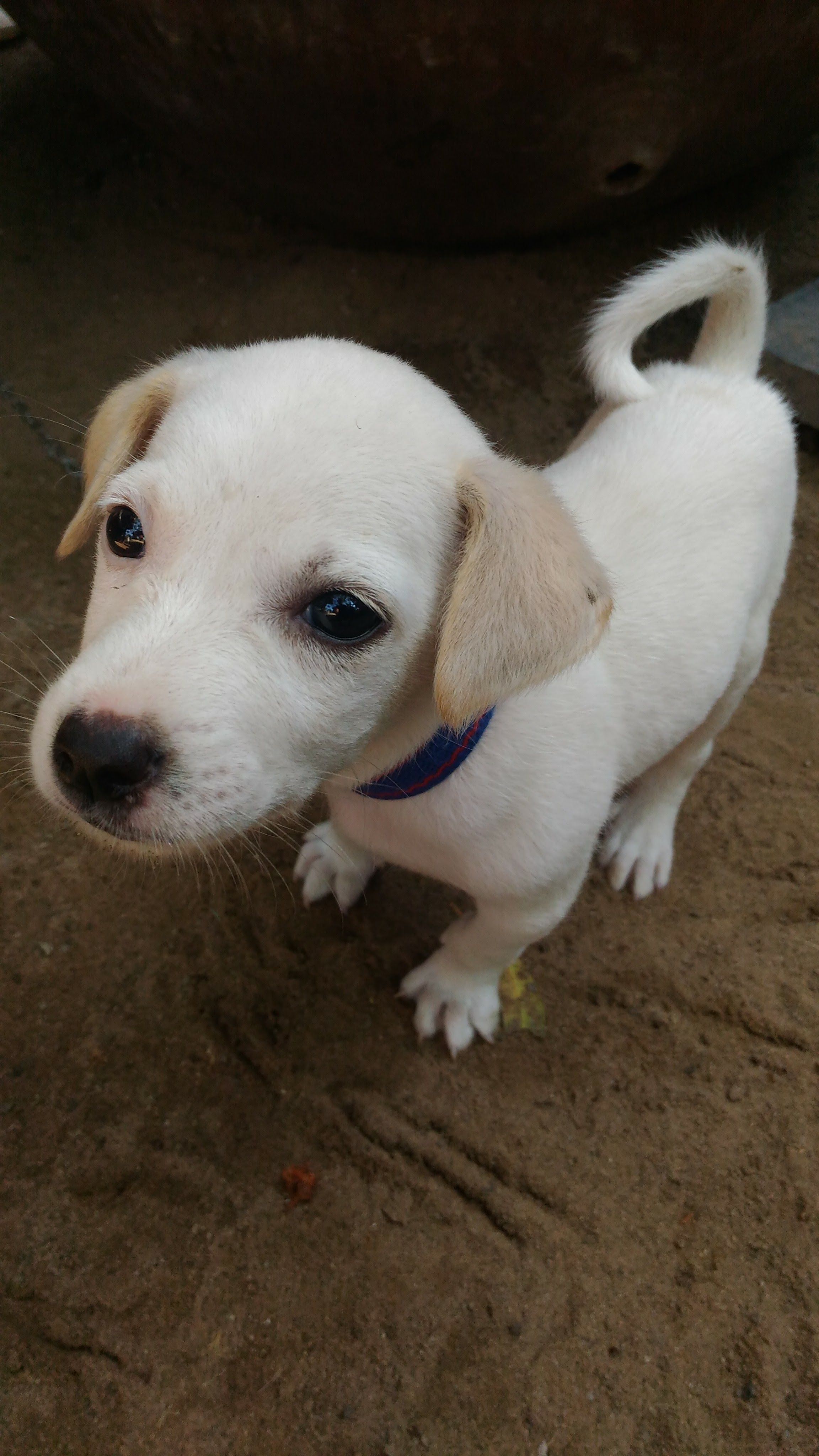 White Images Of Dogs
