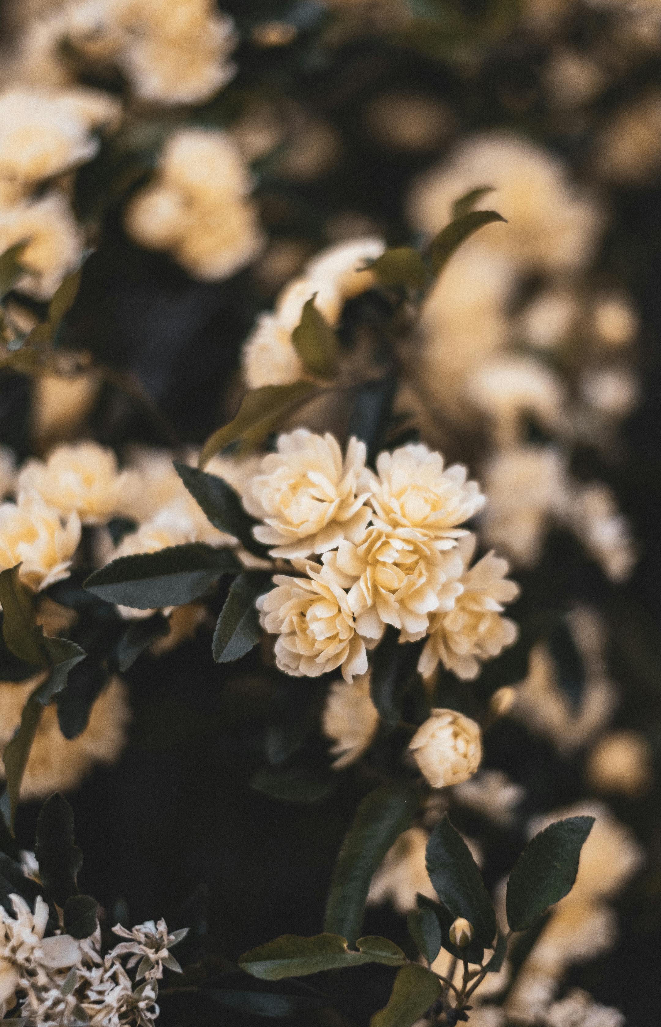 Pink Rose in Bloom · Free Stock Photo