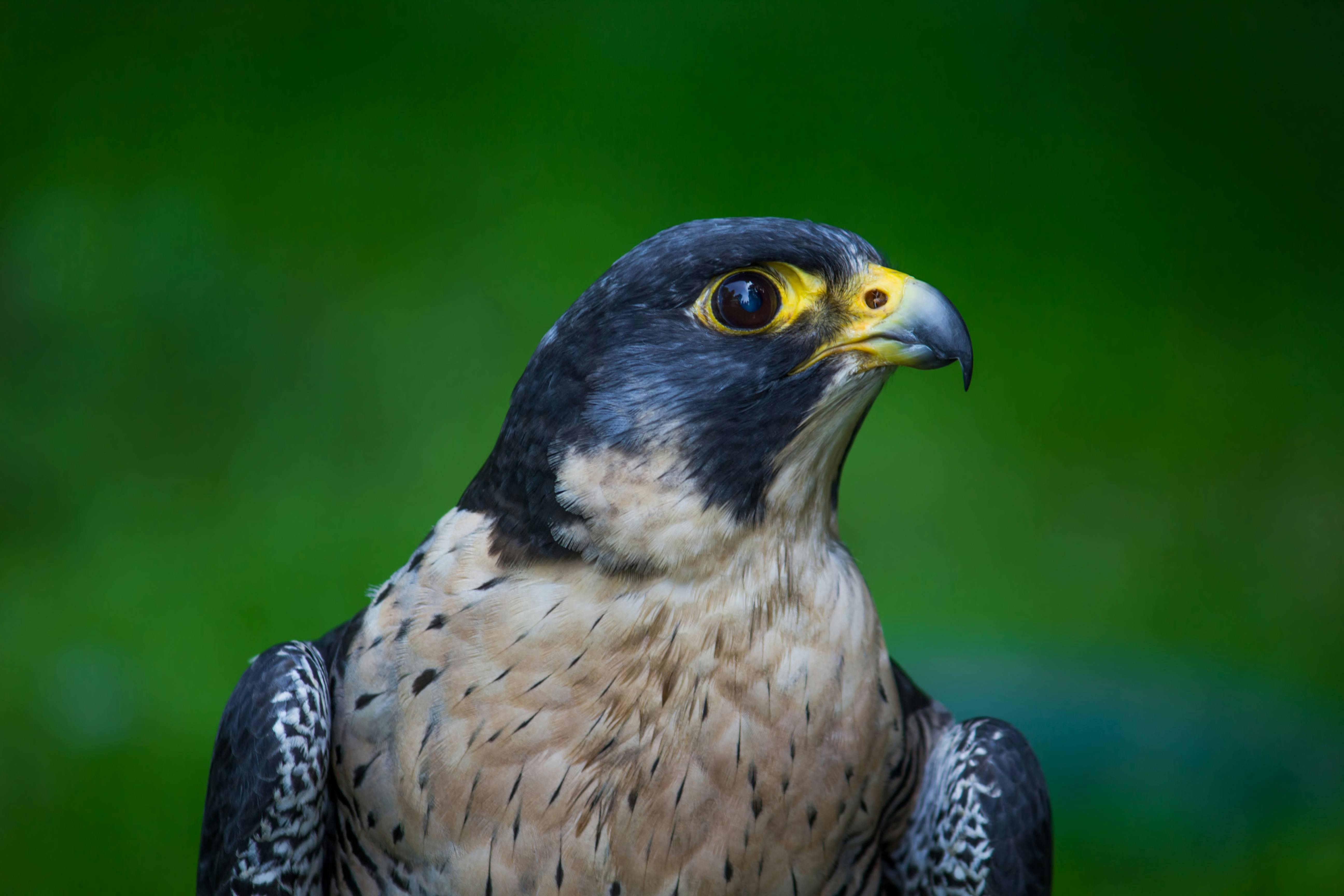 Close-Up of a Falcon · Free Stock Photo