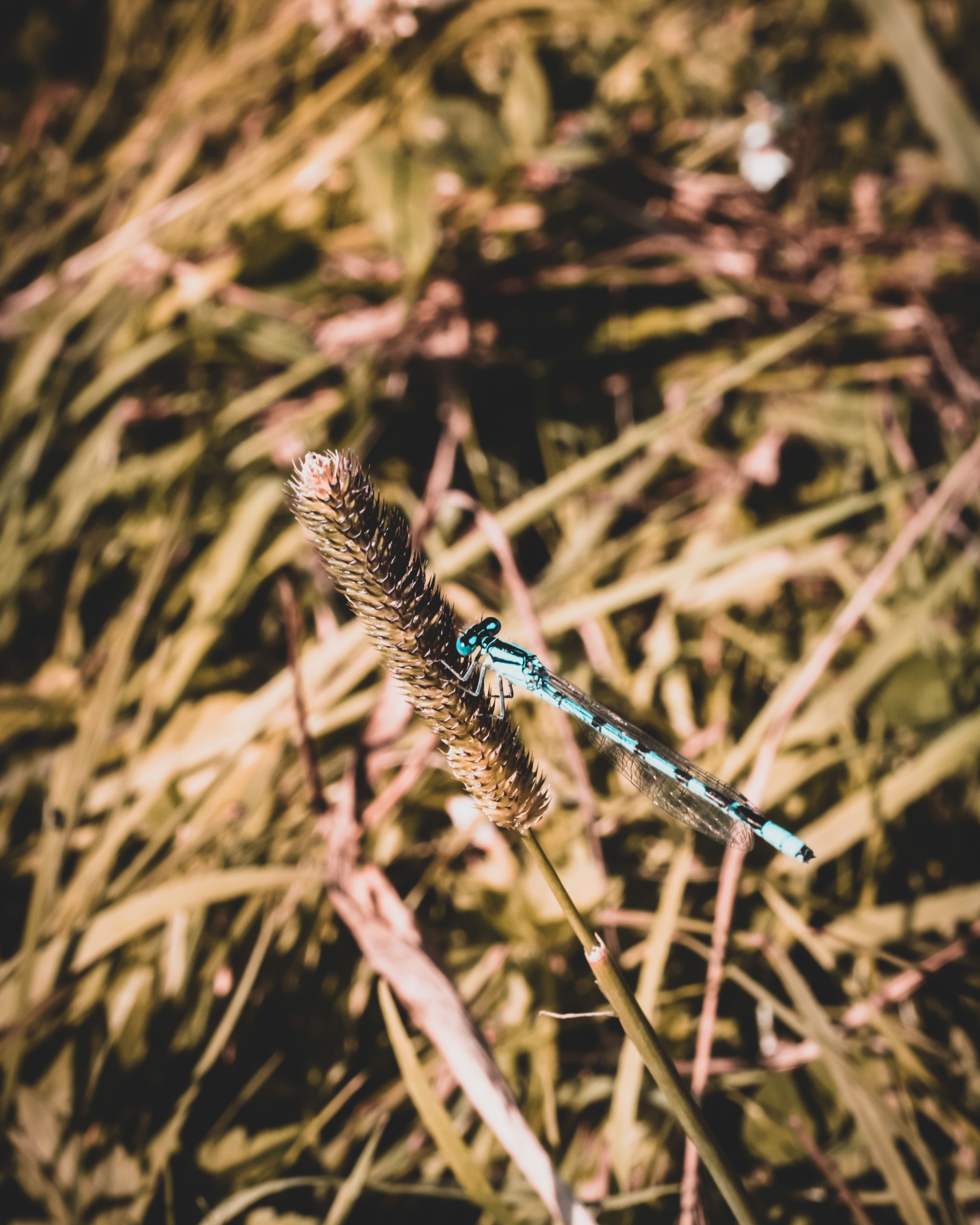 600+ Best Dragonflies Photos · 100% Free Download · Pexels Stock Photos