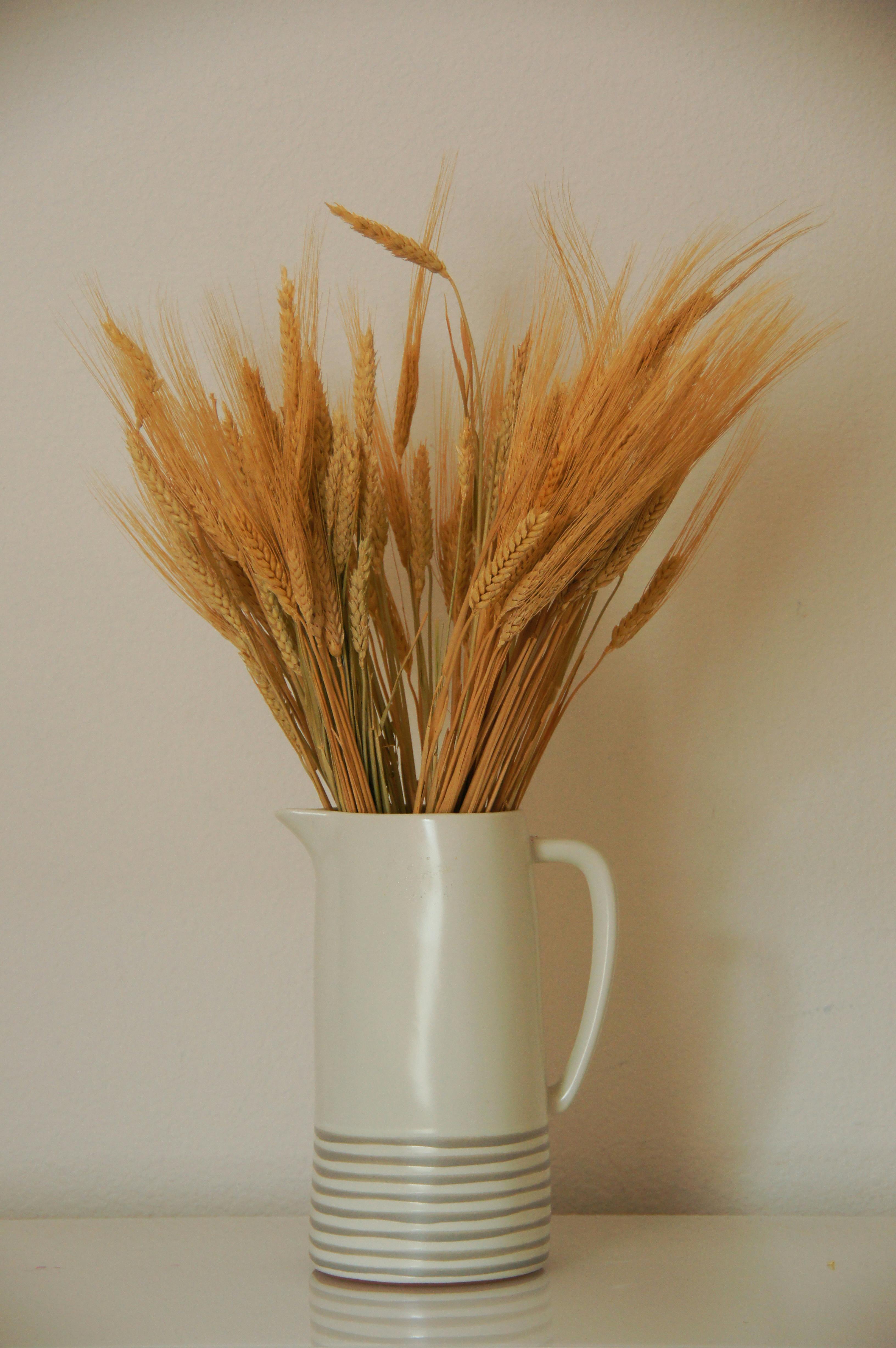Bouquet of Wheat in Vase · Free Stock Photo