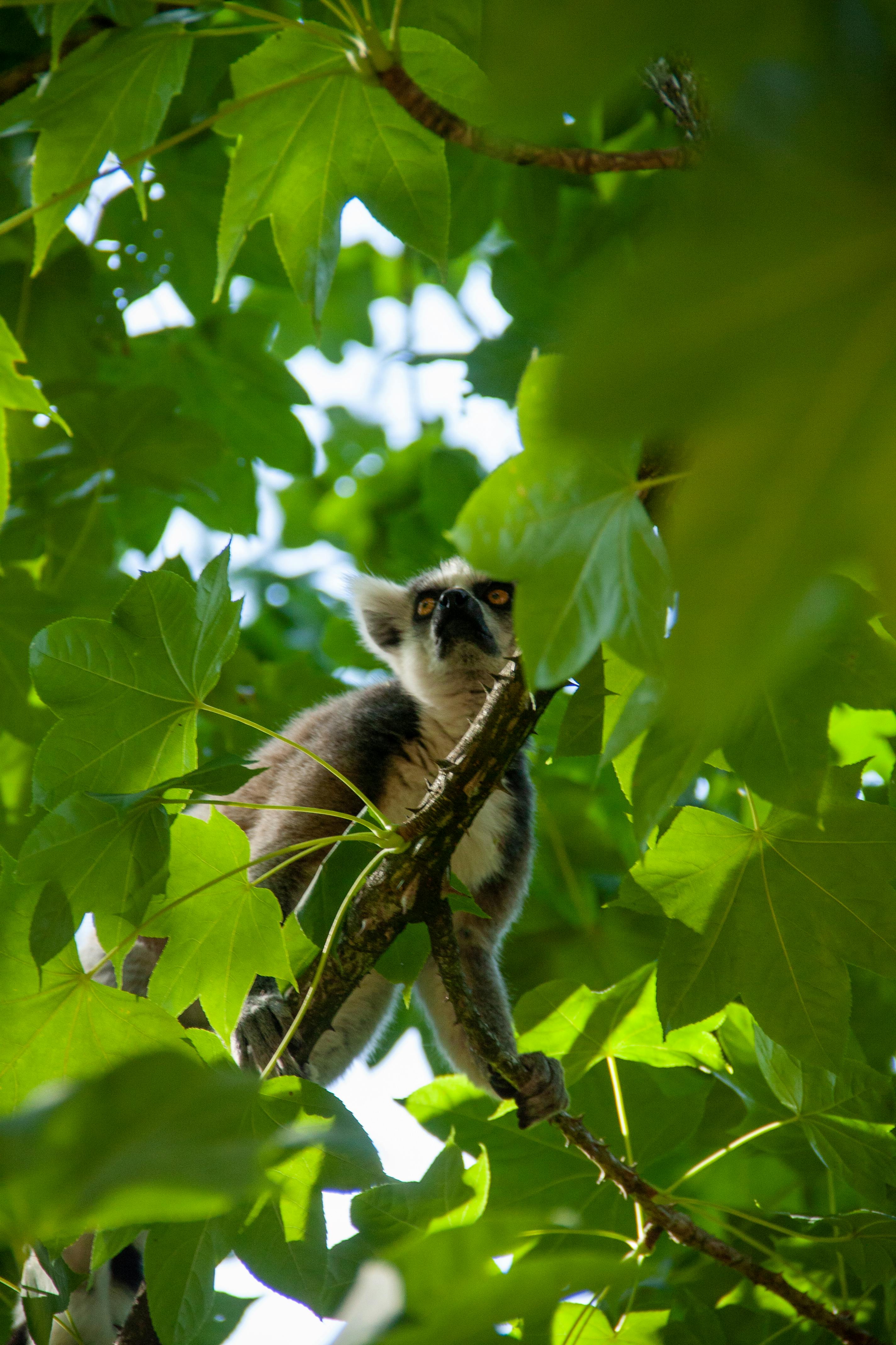 Fatty Tree Photos, Download The BEST Free Fatty Tree Stock Photos & HD ...