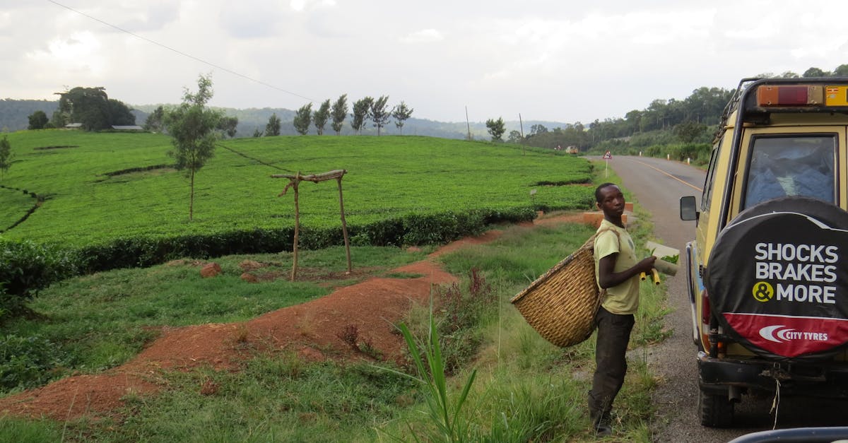 Free stock photo of africa, road trip, tea plantation Free stock photo of africa, road trip, tea plantation