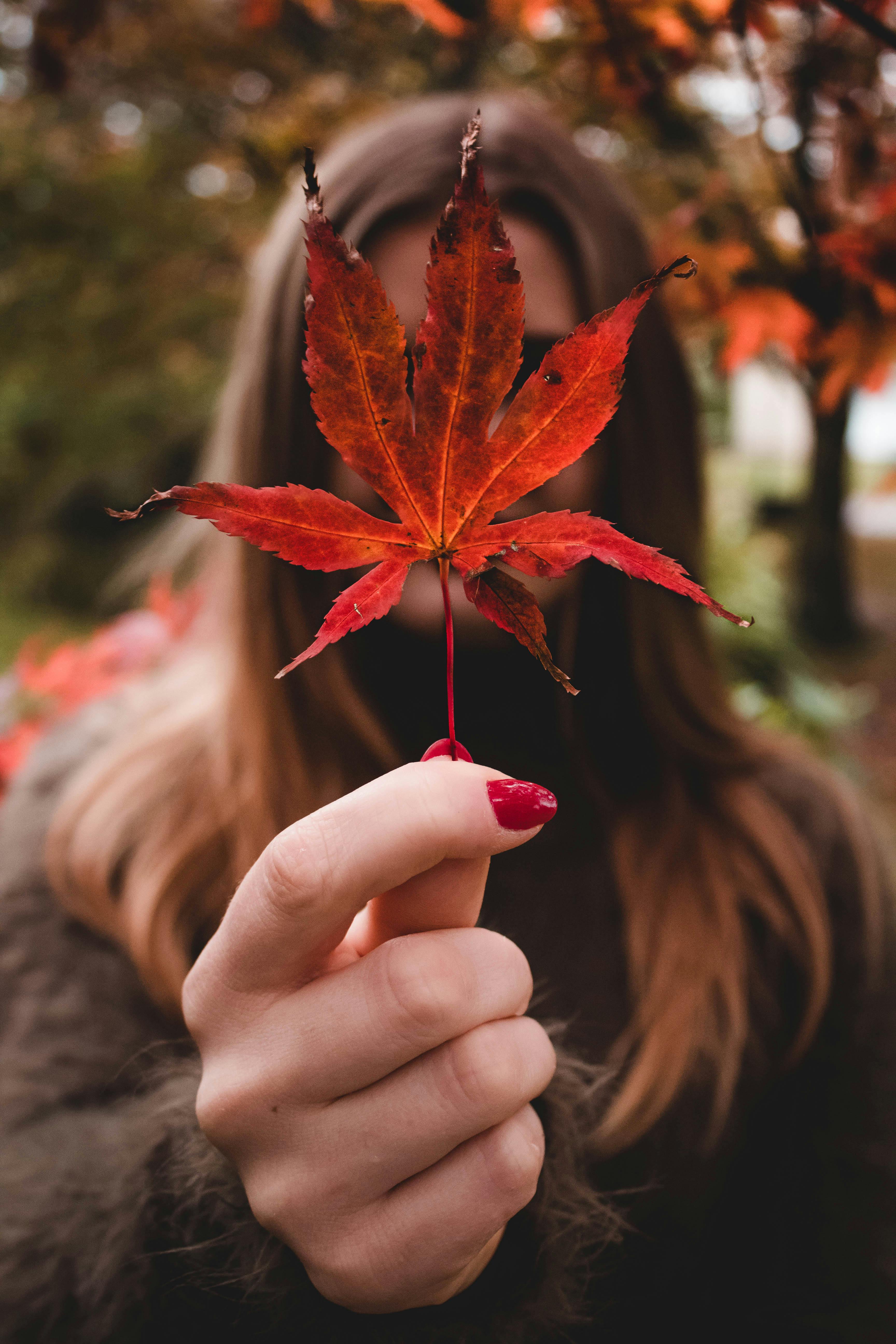 Person Holding Red Maple Leaf Against Face · Free Stock Photo