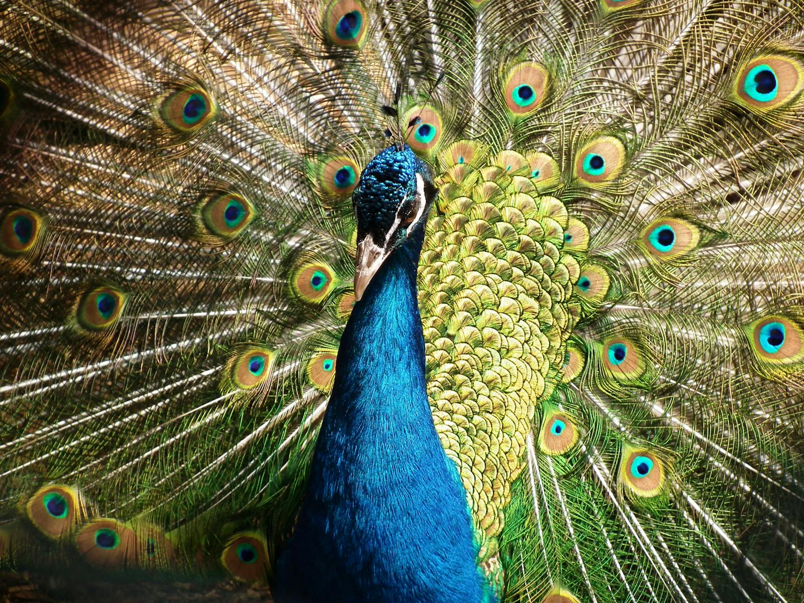 400+ Best Peacock Images · 100% Free Download · Pexels Stock Photos