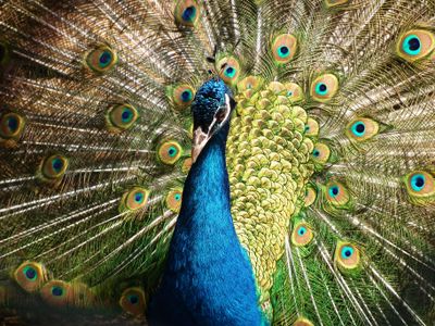Palawan Peacock Pheasant: Habitat, Behavior, Conservation