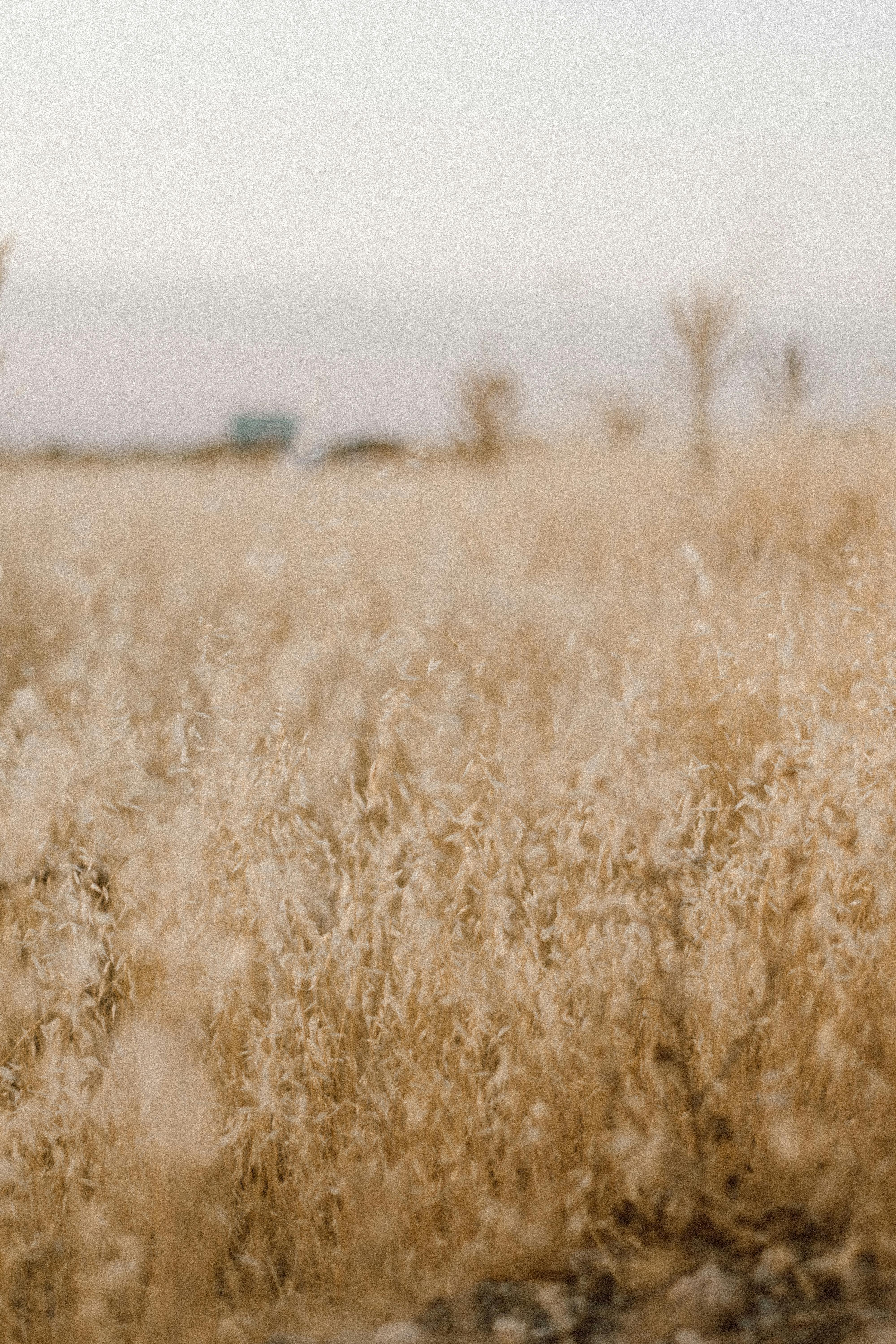 Wheat Rust Photos, Download The BEST Free Wheat Rust Stock Photos & HD ...