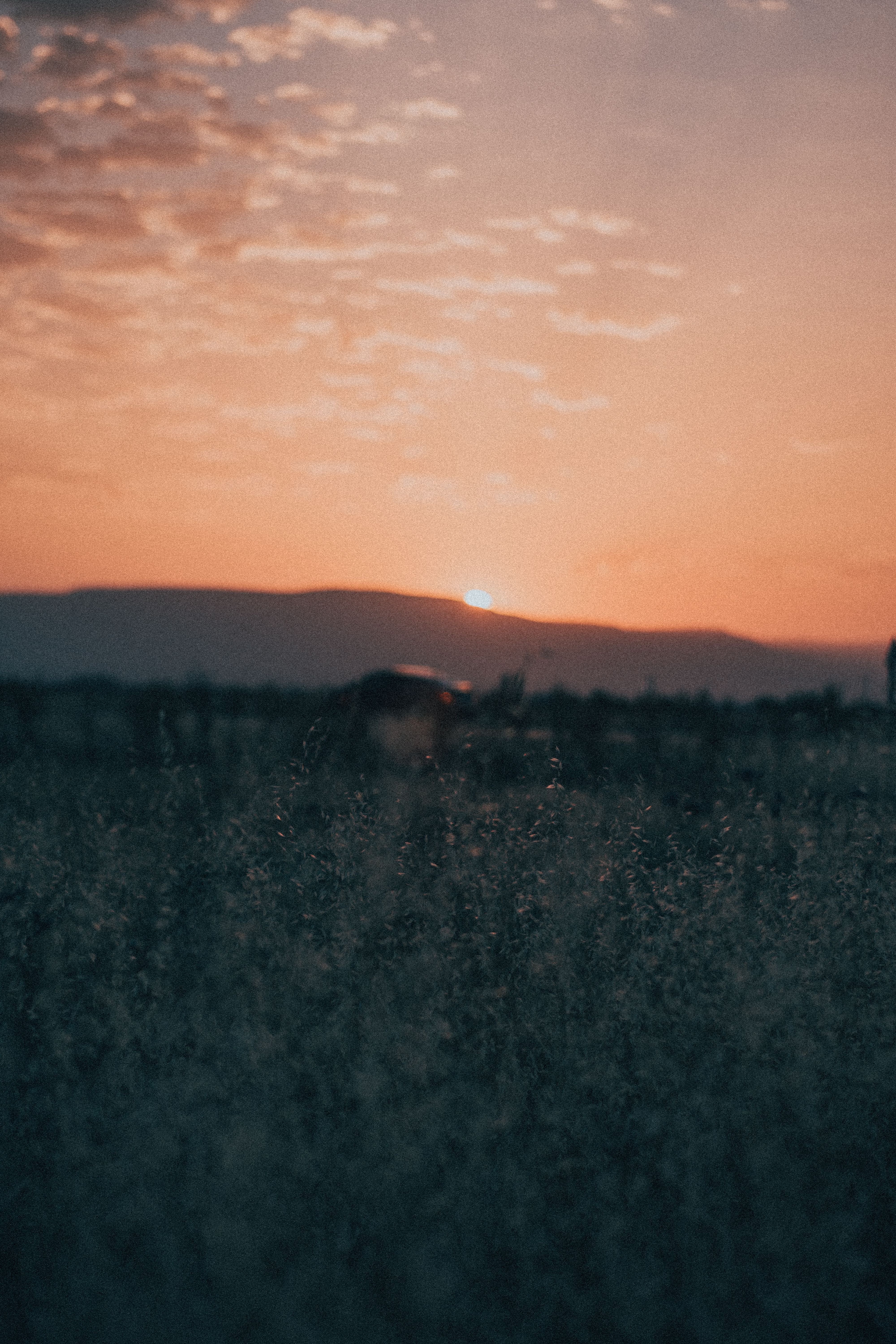 Wheat Grains during Sunset · Free Stock Photo