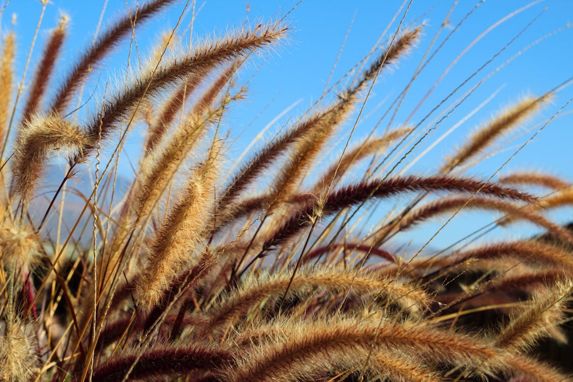 Free Stock Photo Of Grass Wheat free-stock-photo-of-grass-wheat