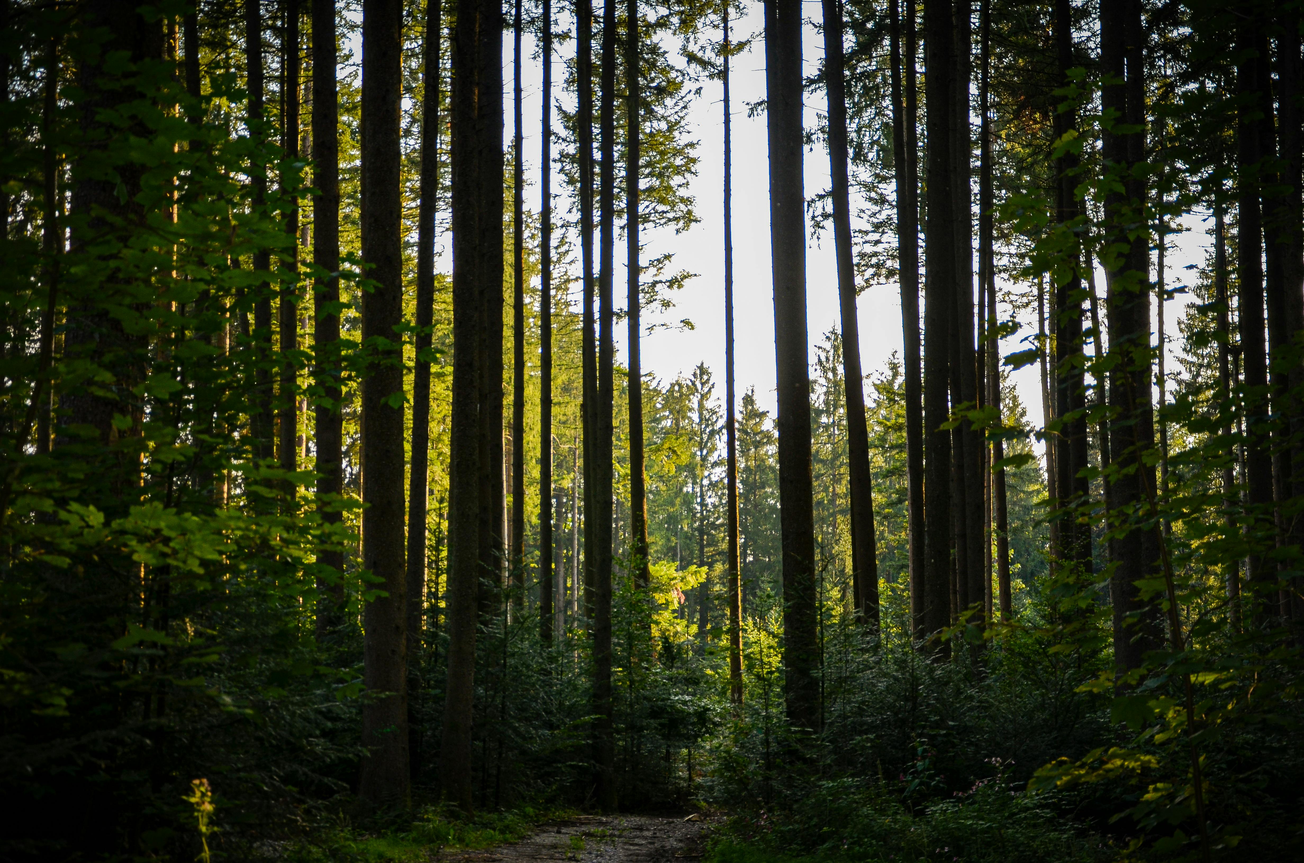 Photo of Unpaved Pathway Surrounded by Pine Trees · Free Stock Photo