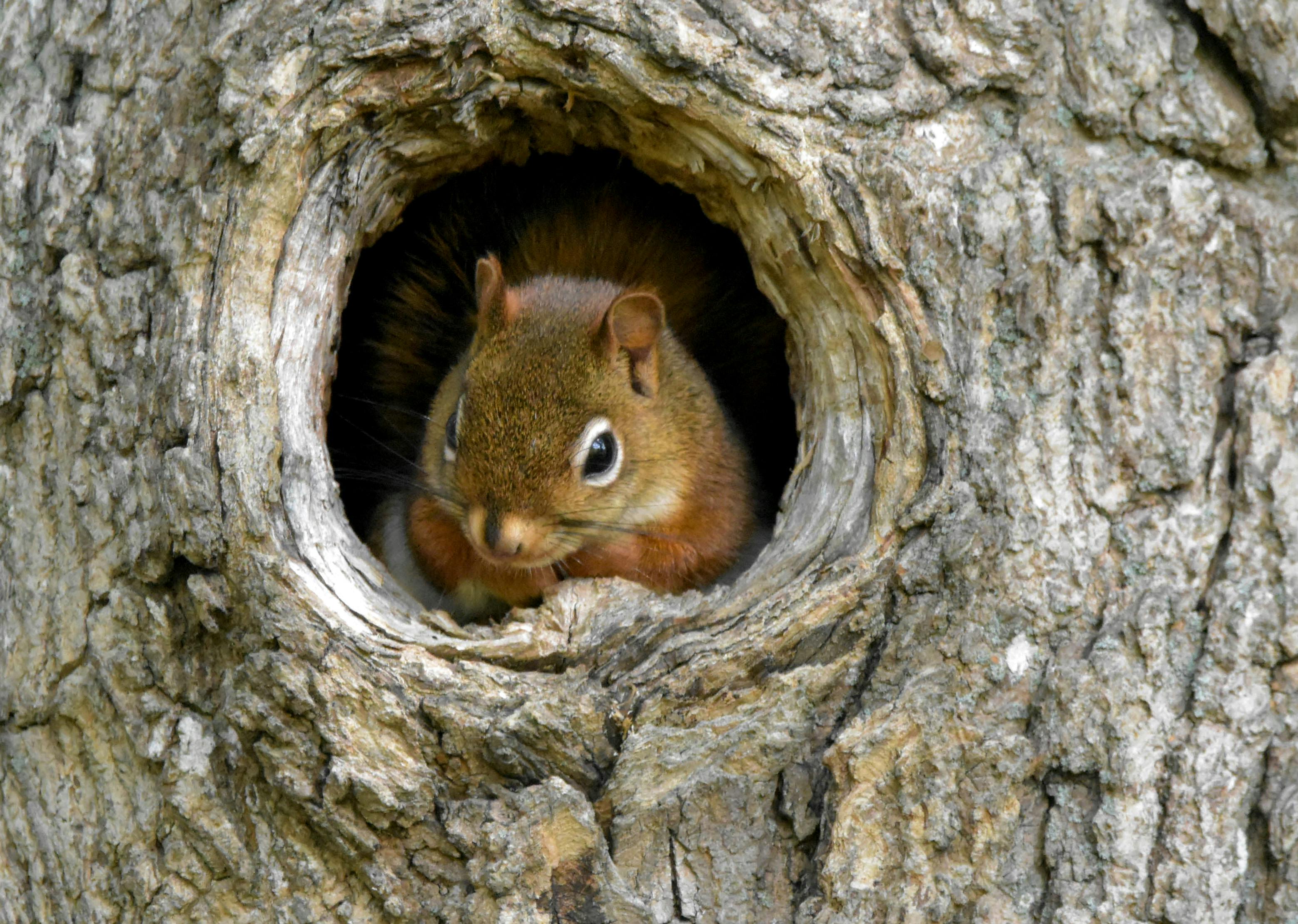 Squirrel on Tree Branch · Free Stock Photo