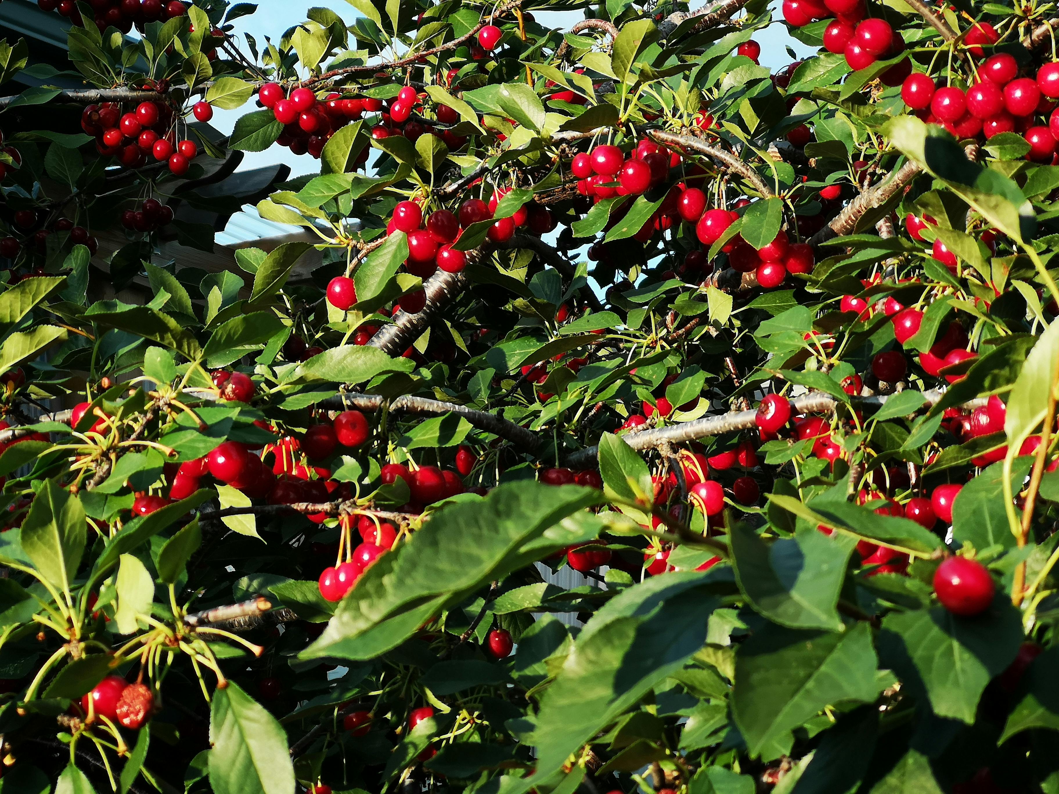 Vinnie Smith - Photography