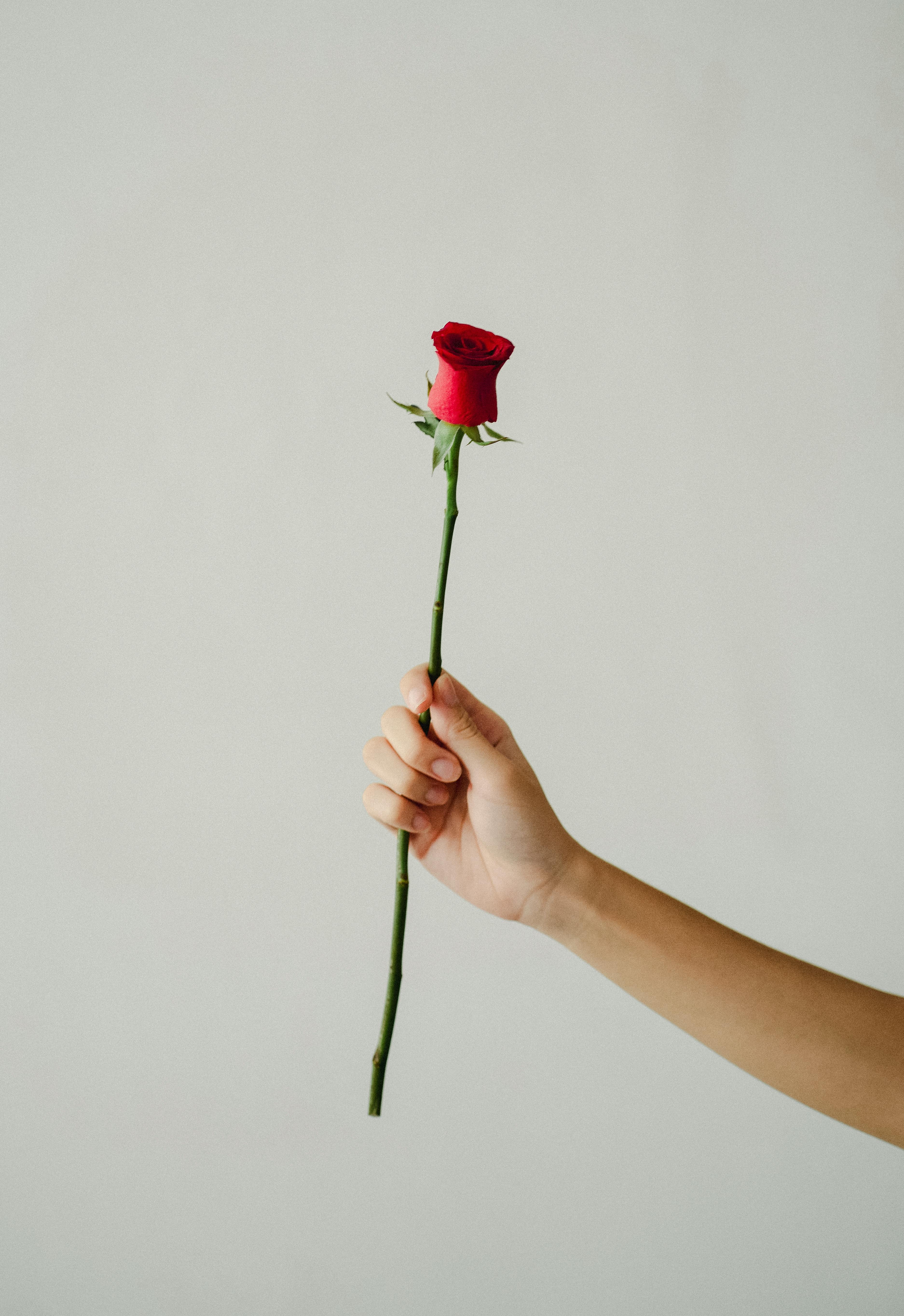 Person showing fresh red rose · Free Stock Photo