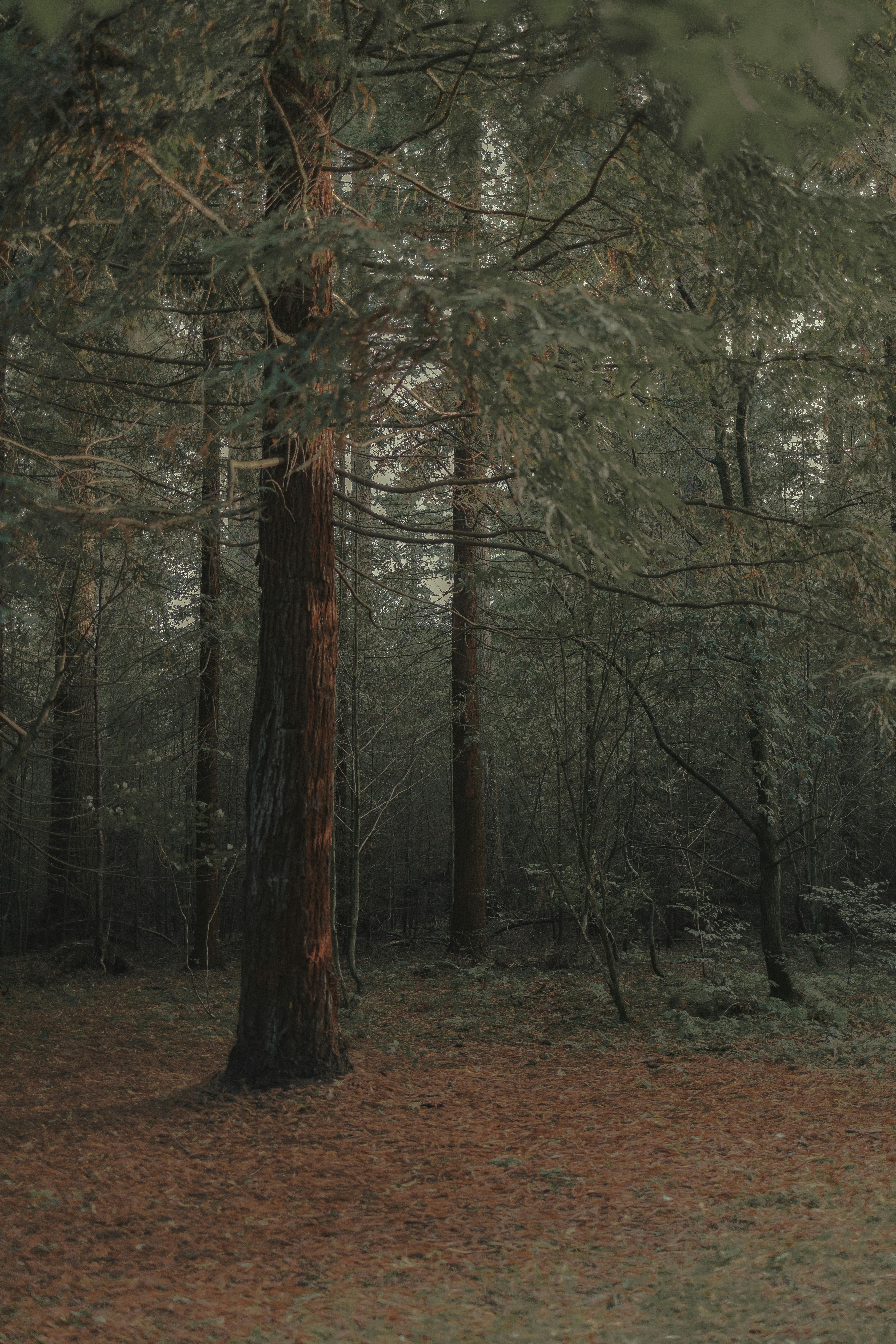 Forest · Free Stock Photo