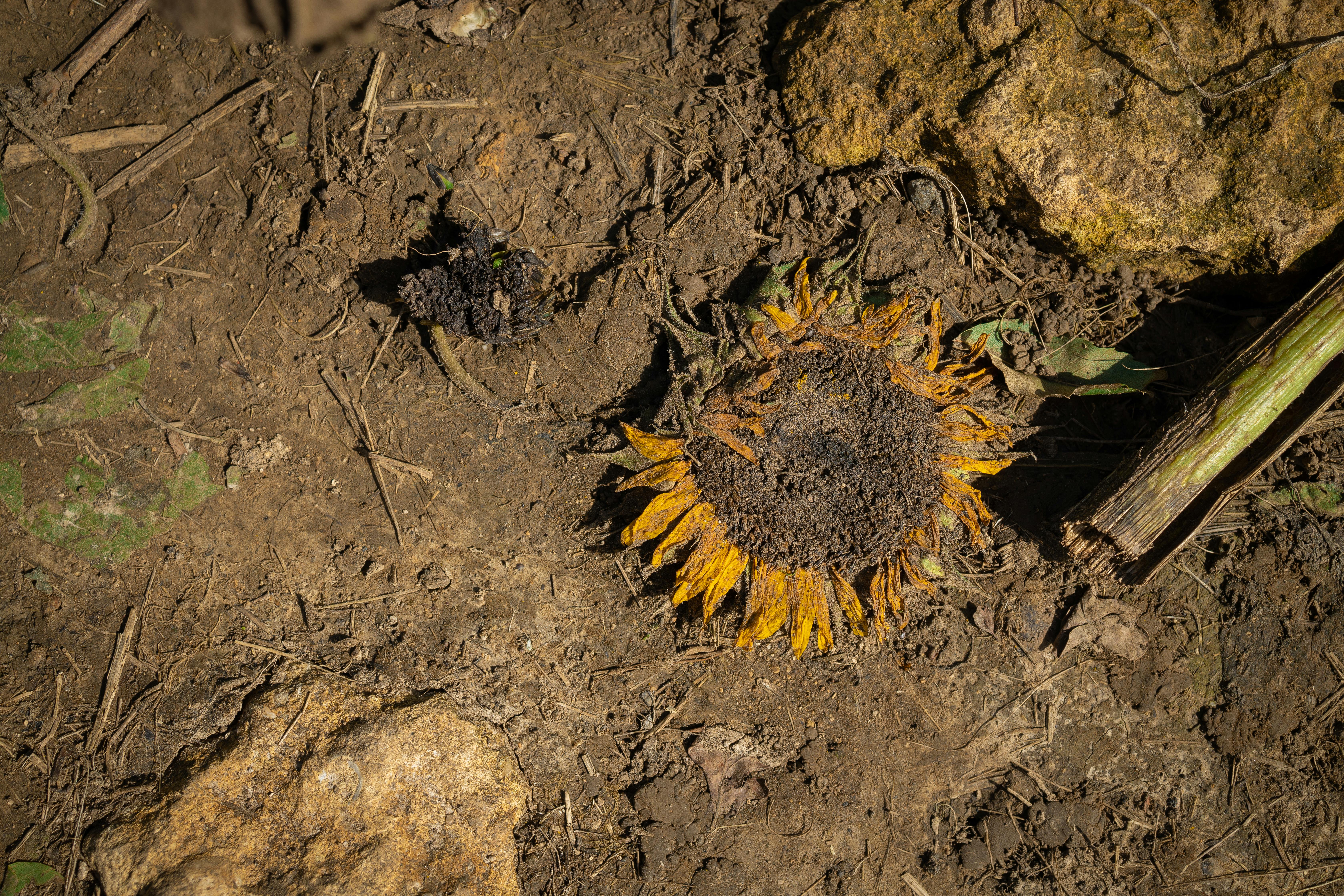 Sunflower on Ground · Free Stock Photo