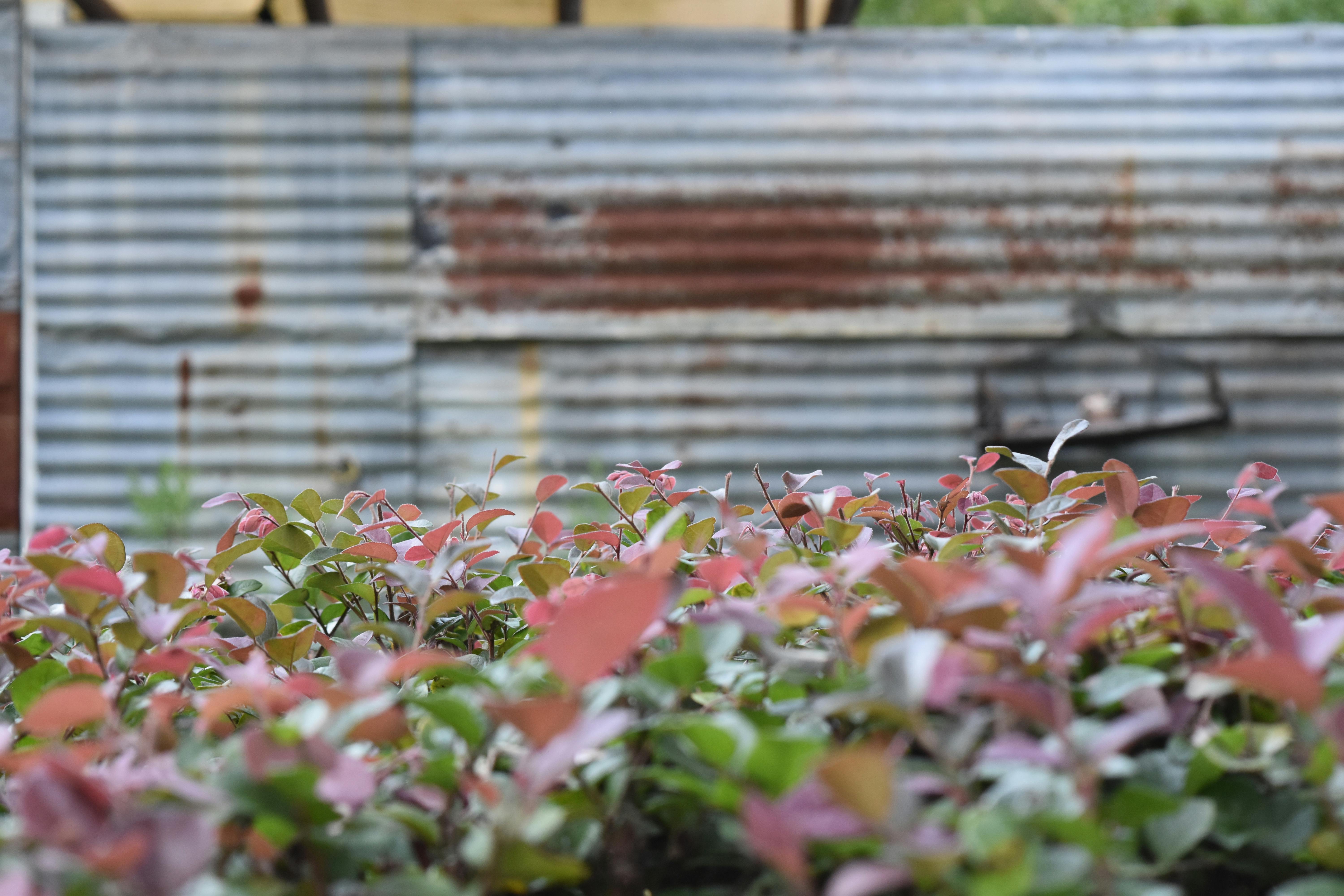 Free stock photo of raindrops
