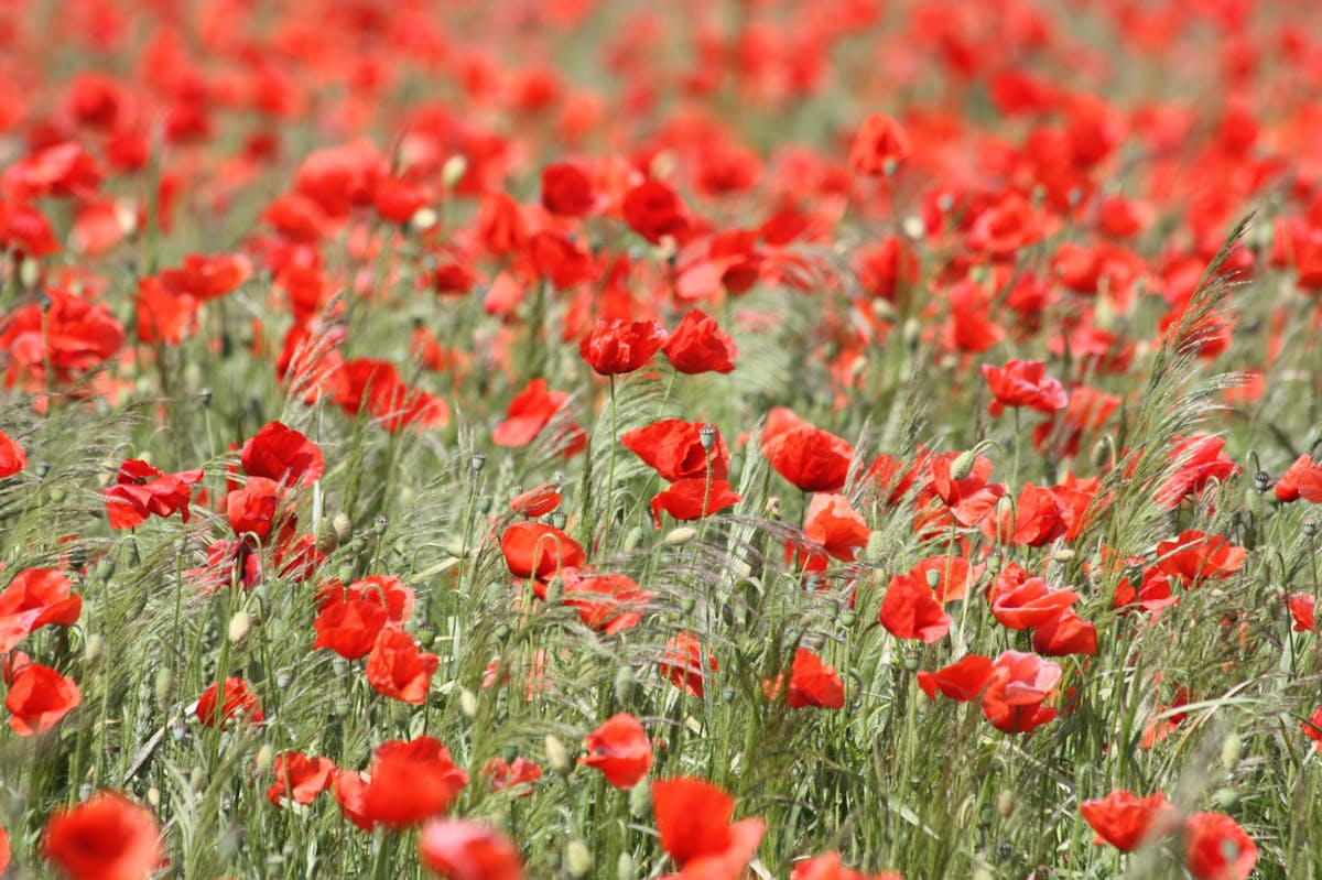 Poppies Photos, Download The BEST Free Poppies Stock Photos & HD Images