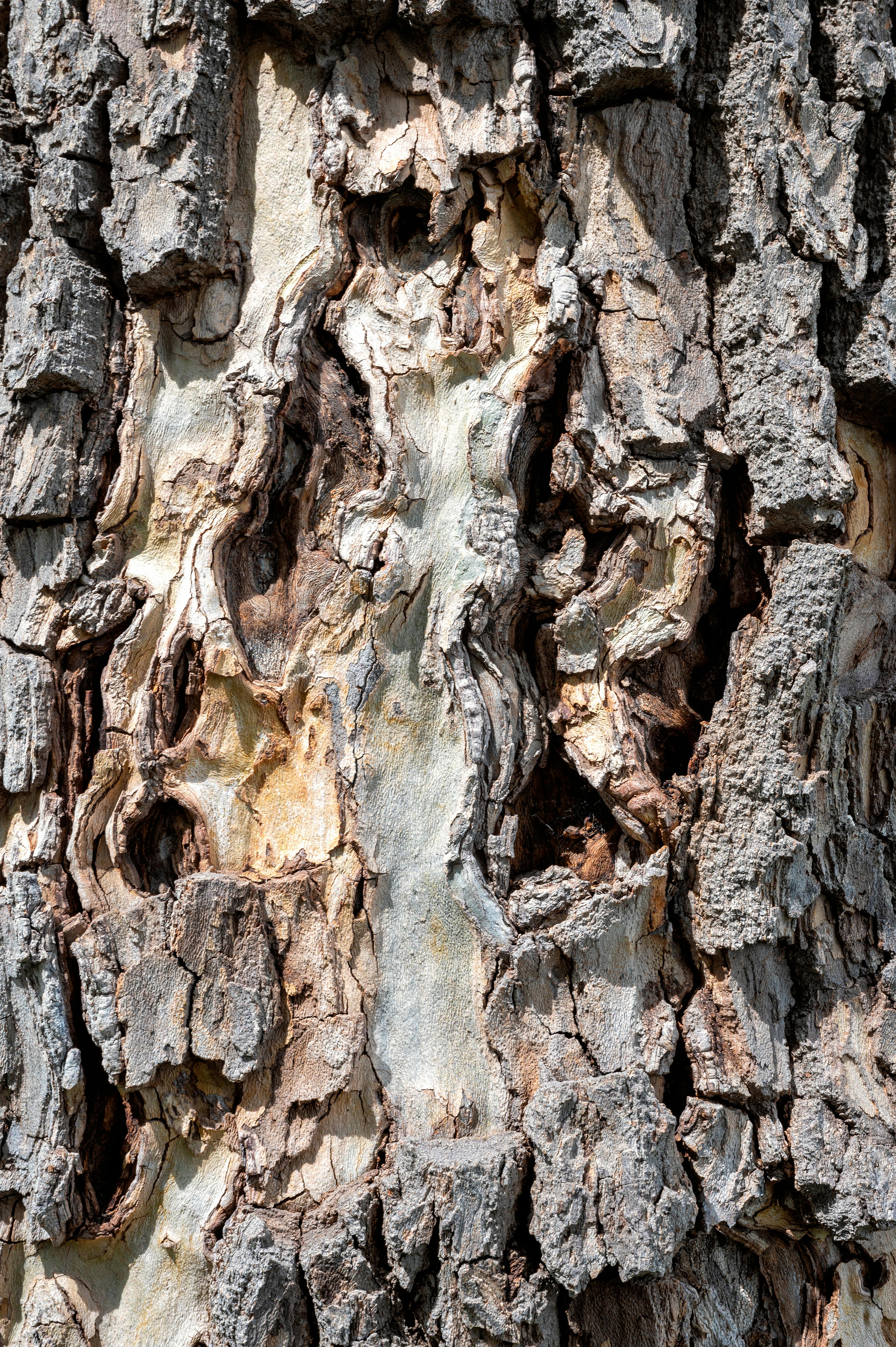Textured dry bark from old tree · Free Stock Photo
