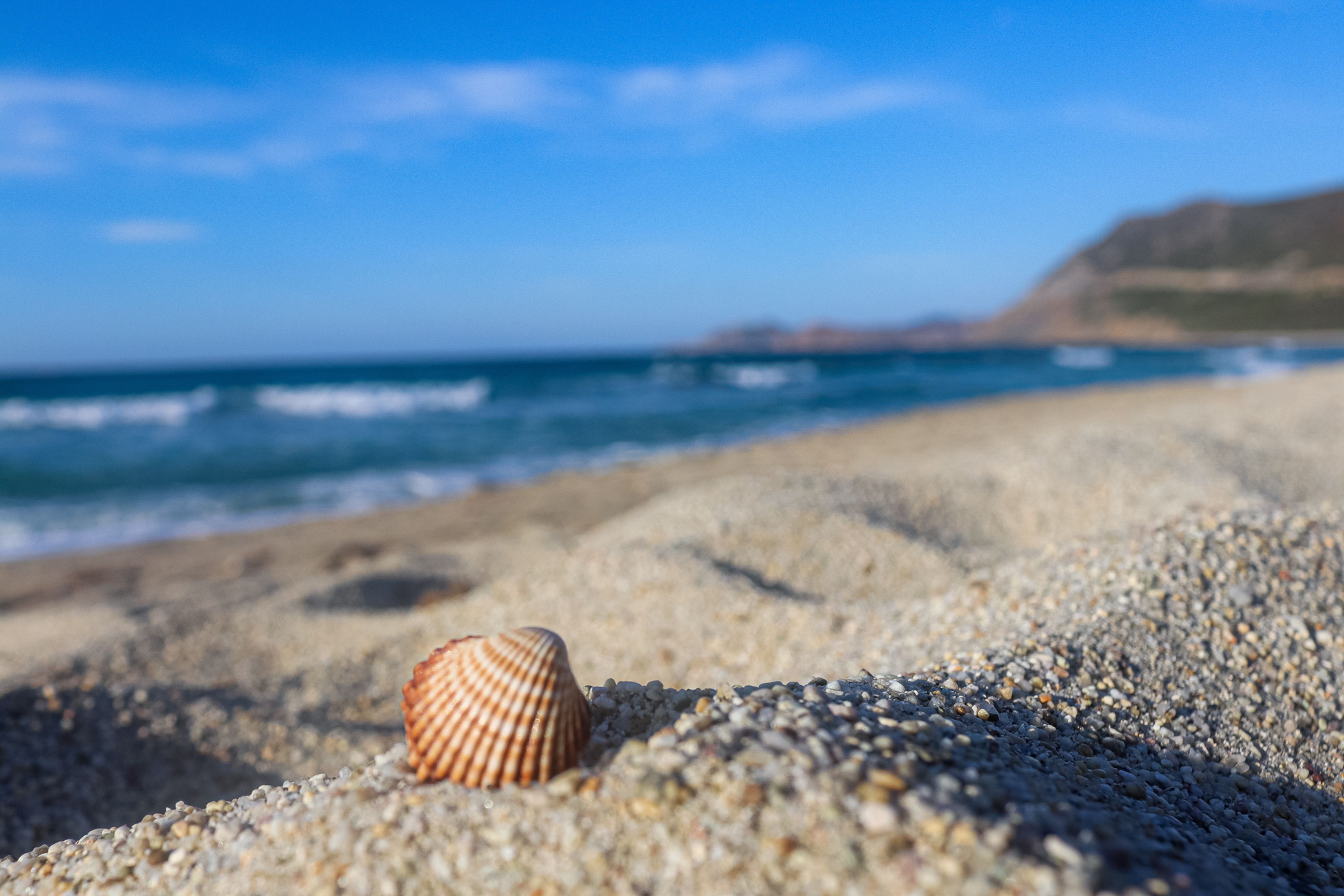 Brown and White Seashell on the Beach · Free Stock Photo
