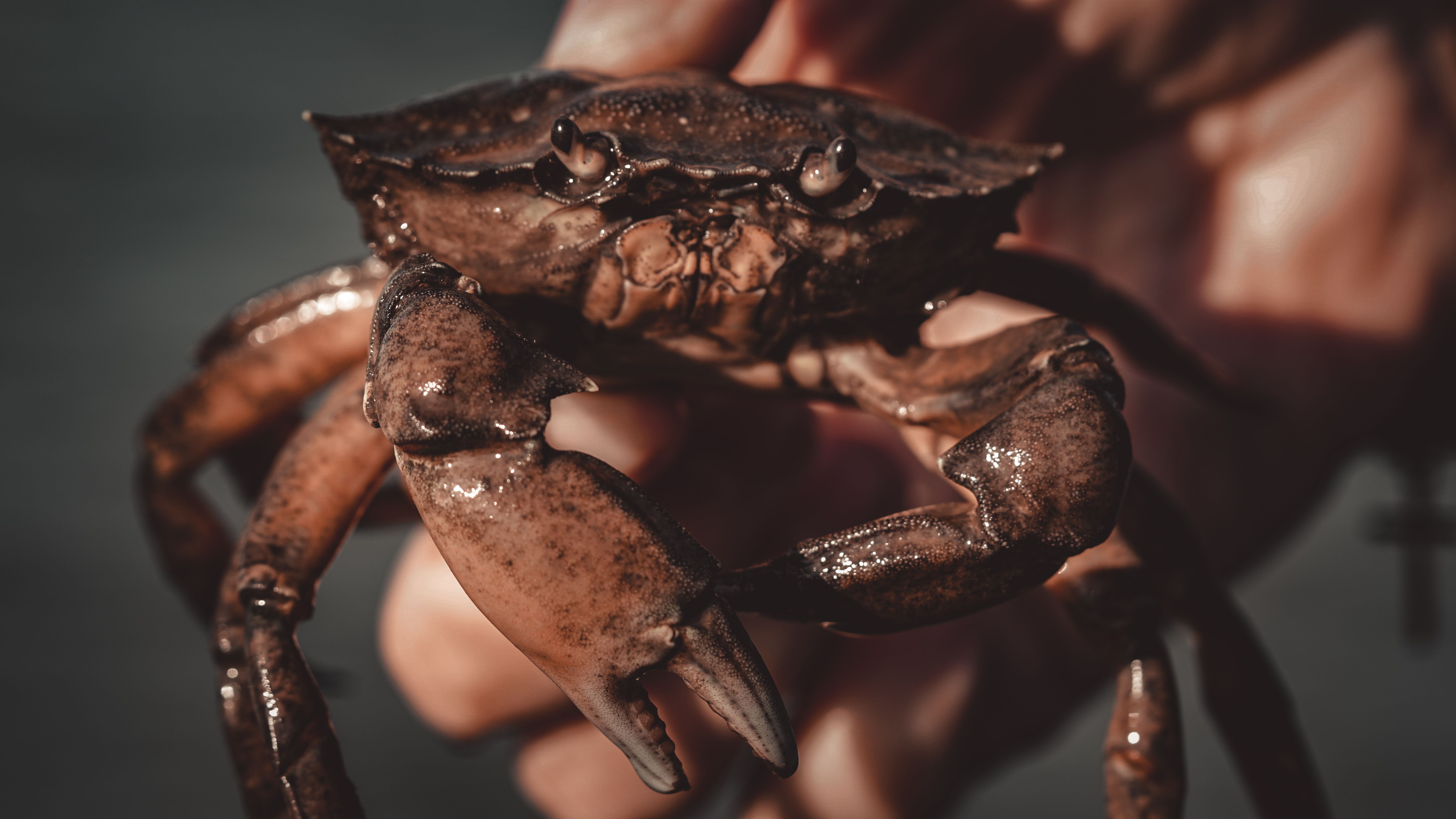 Crab Claw Photos, Download The BEST Free Crab Claw Stock Photos & HD Images