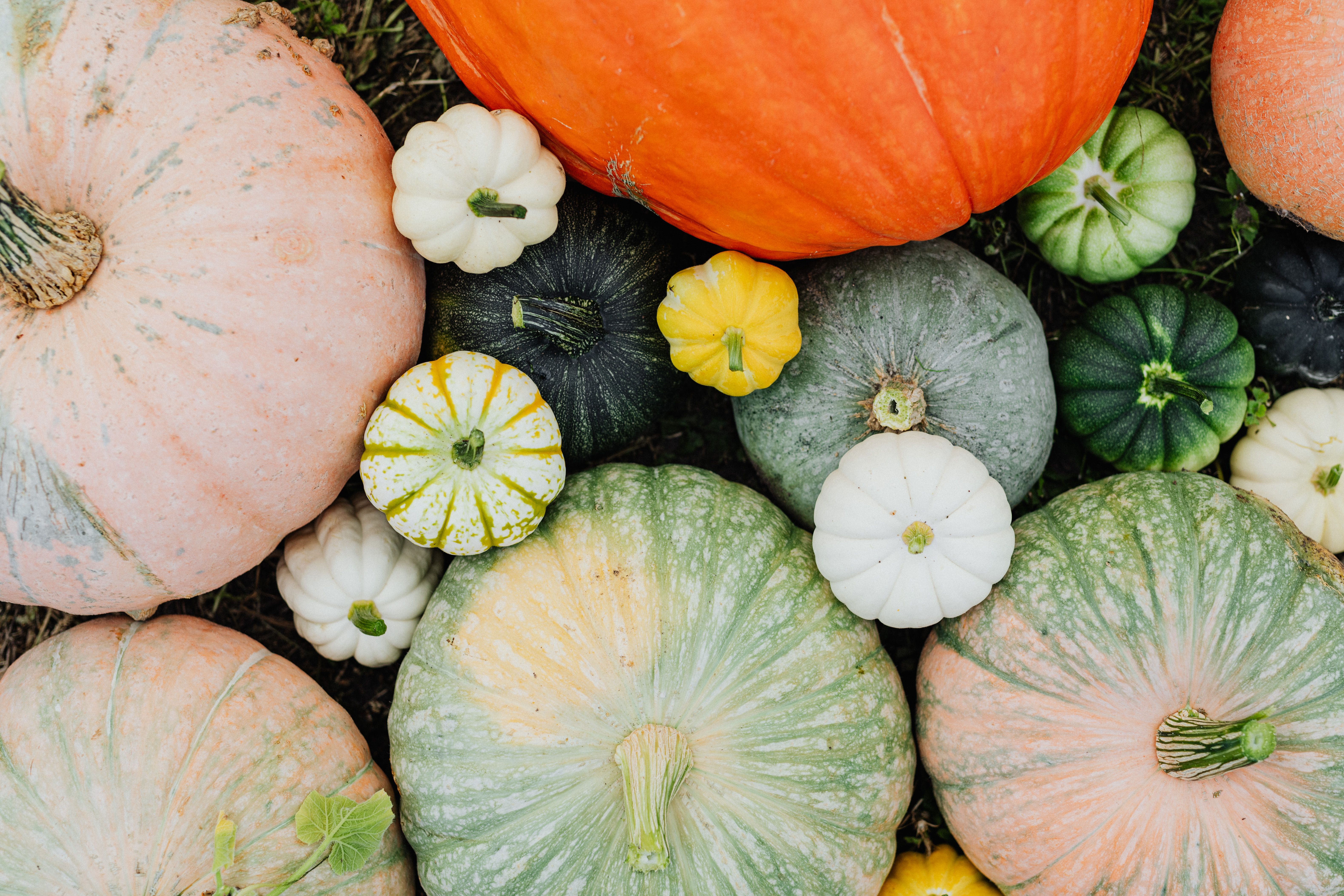 Autumn Pumpkins Wallpaper Photos, Download The BEST Free Autumn ...