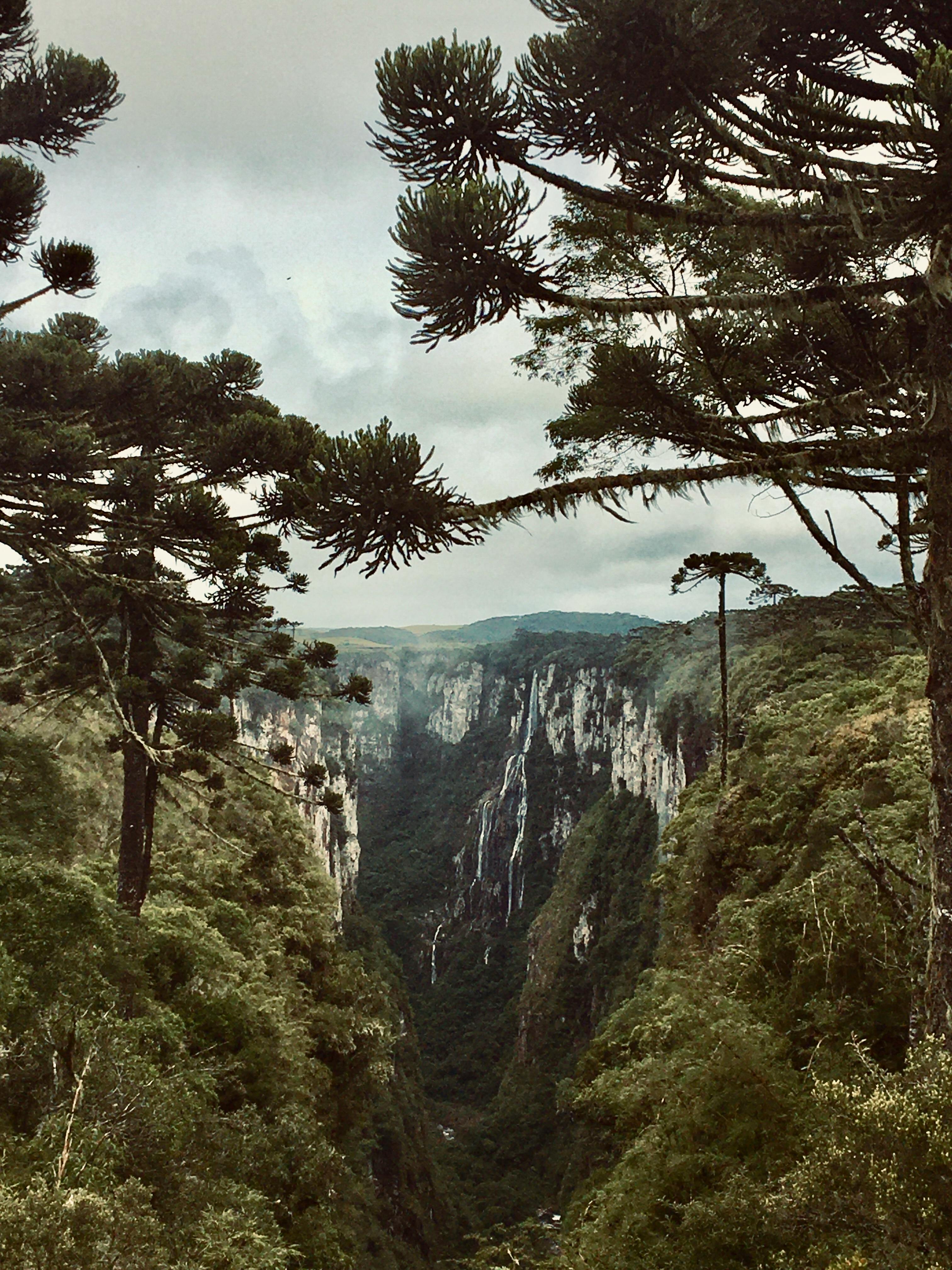 Overcast over Forest and Canyon · Free Stock Photo