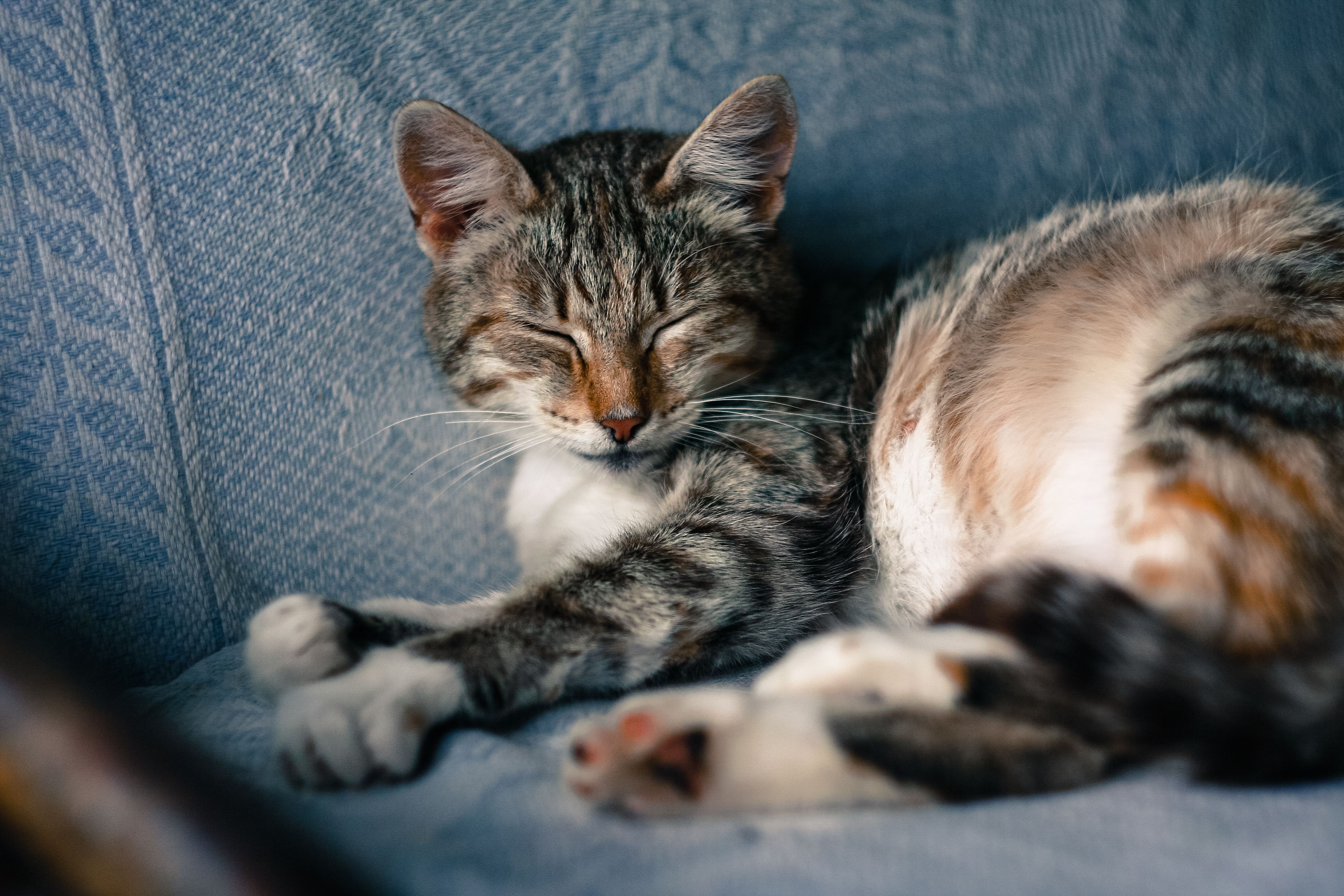 Cat Lying on Rug · Free Stock Photo