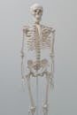 More 670 Skeleton Synonyms. Similar words for Skeleton.
