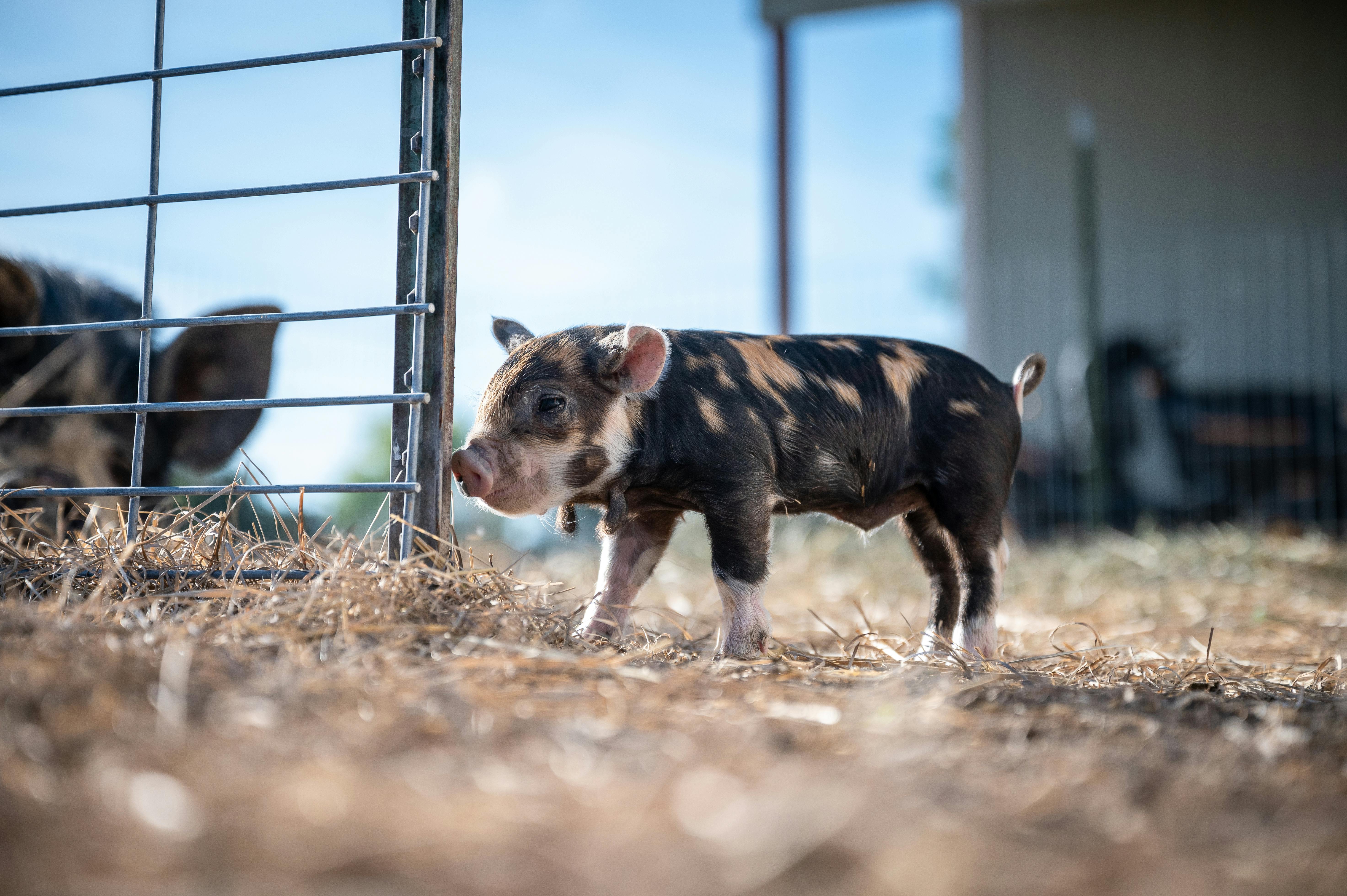 Cute pig sitting in barn · Free Stock Photo