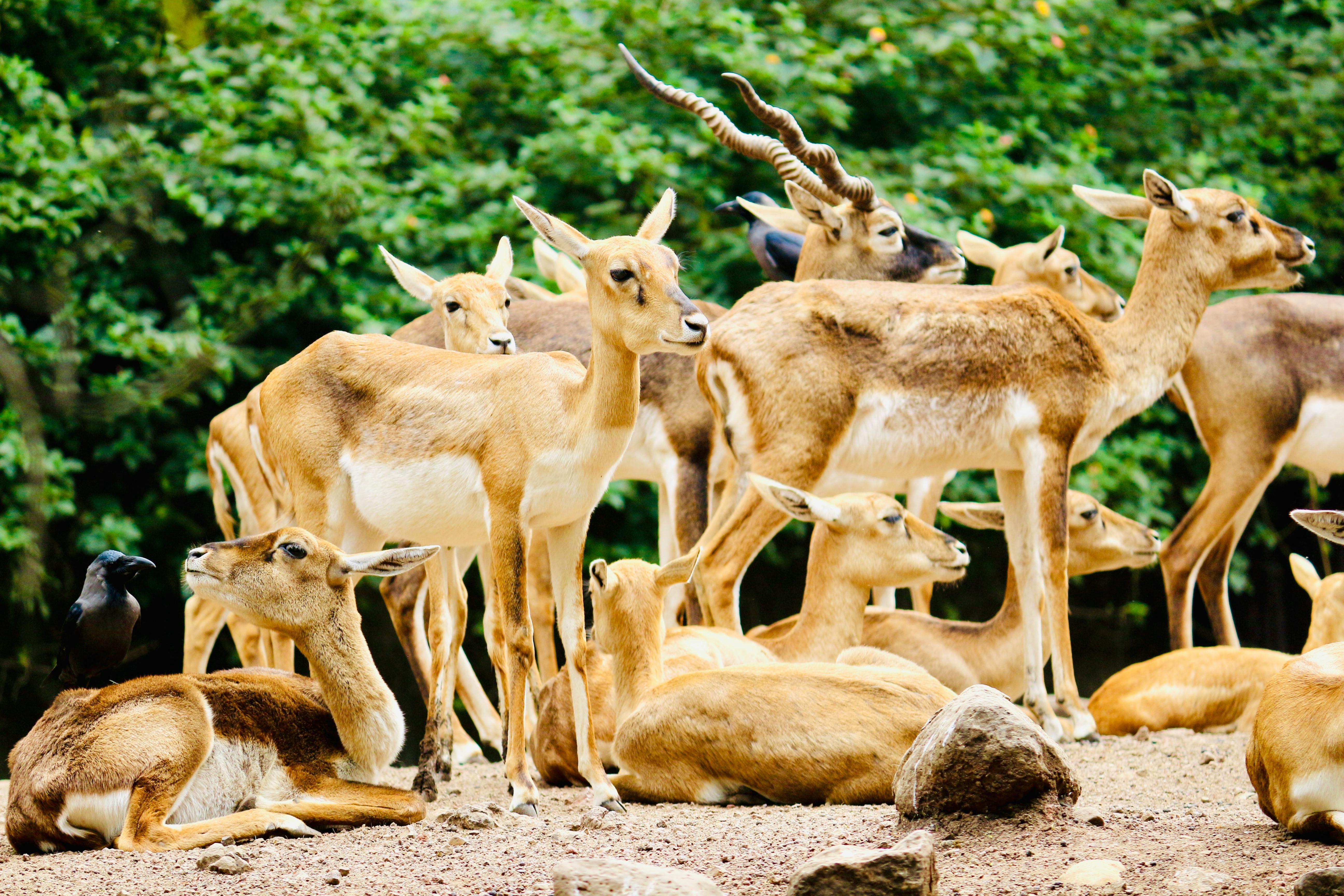 Deer Family Photos, Download The BEST Free Deer Family Stock Photos ...