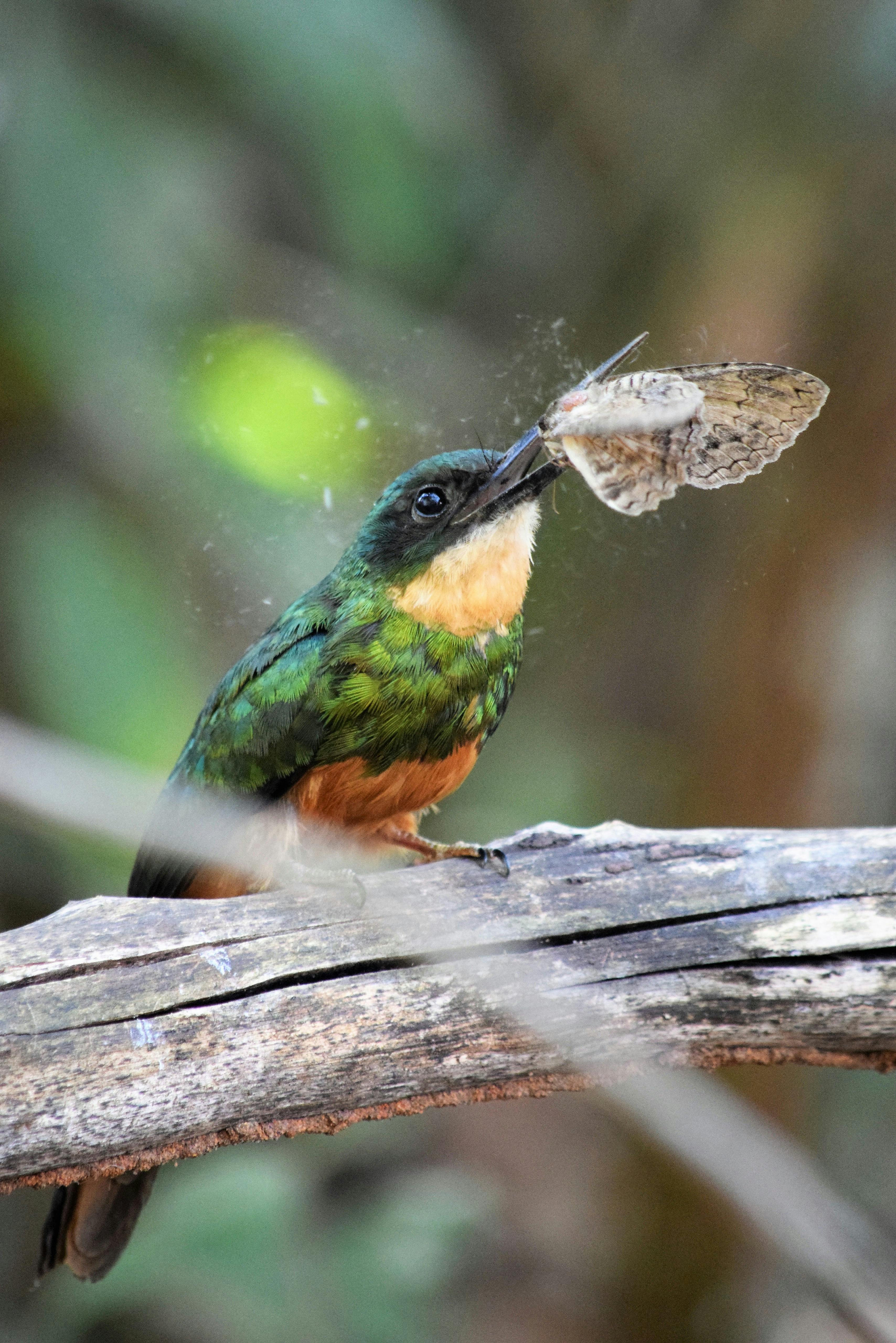 Green and Brown Bird Eating a Moth · Free Stock Photo