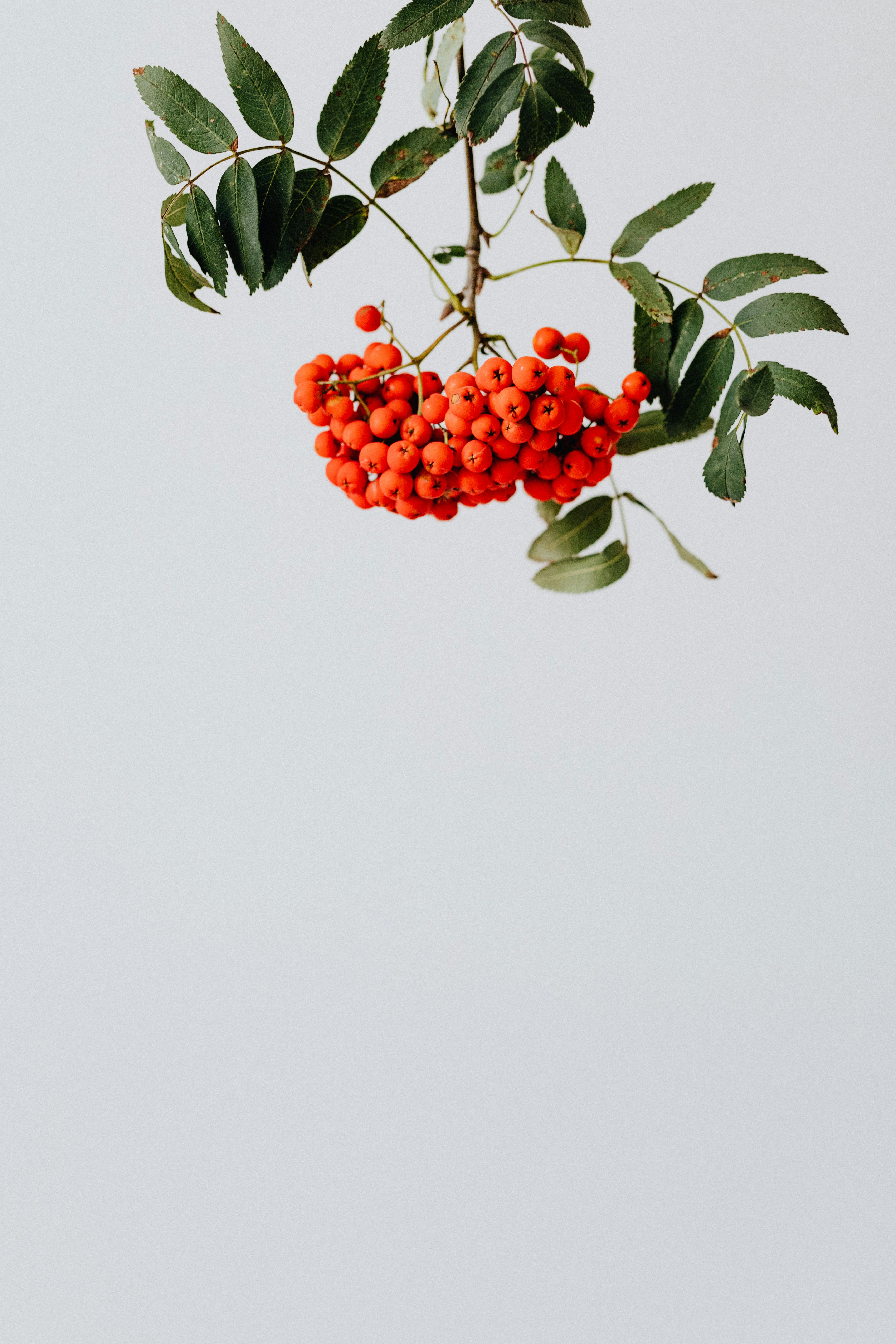 Rowan Tree Photos, Download The BEST Free Rowan Tree Stock Photos & HD ...