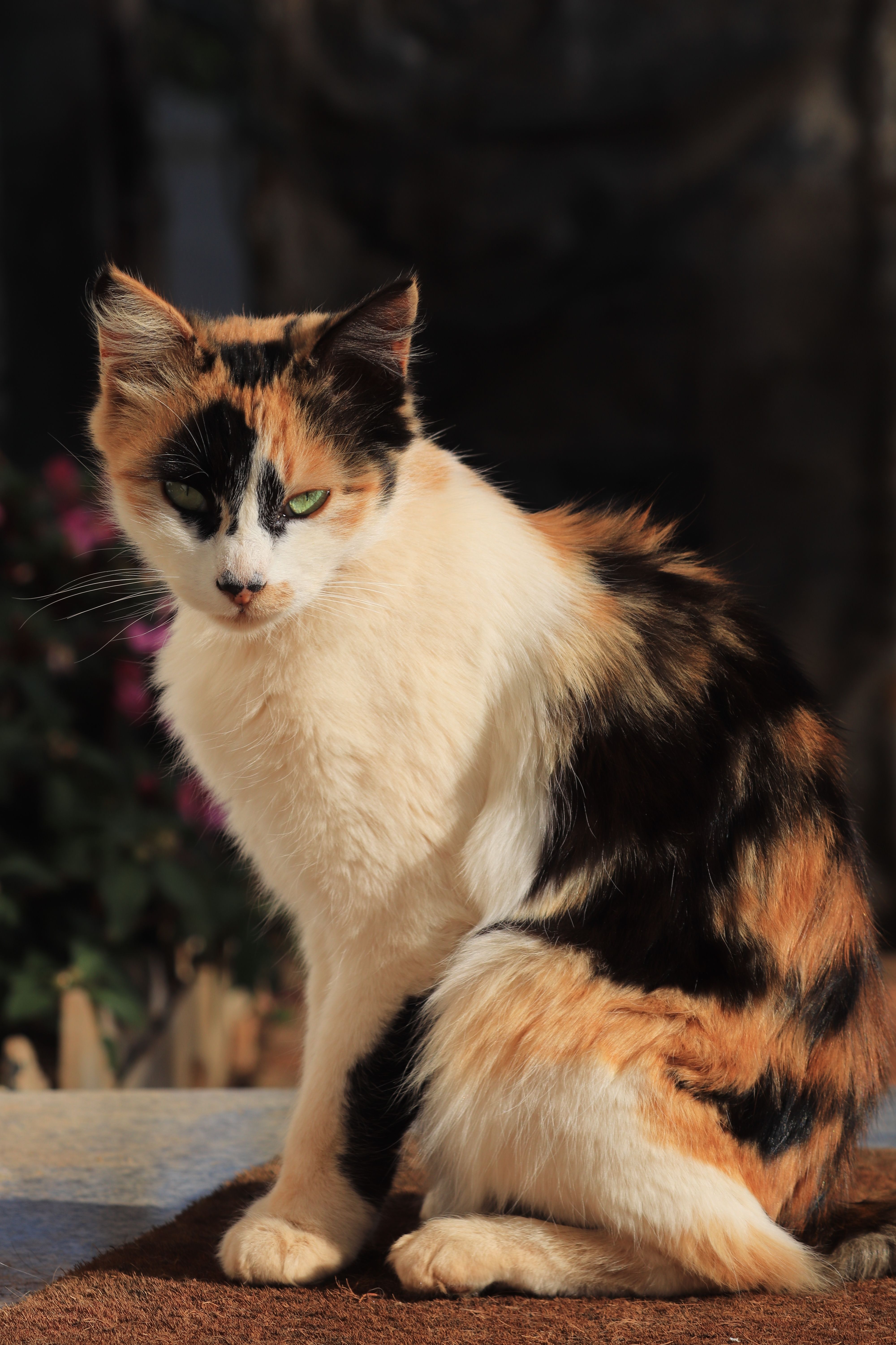 Close-Up Shot of a Domestic Cat Sitting · Free Stock Photo