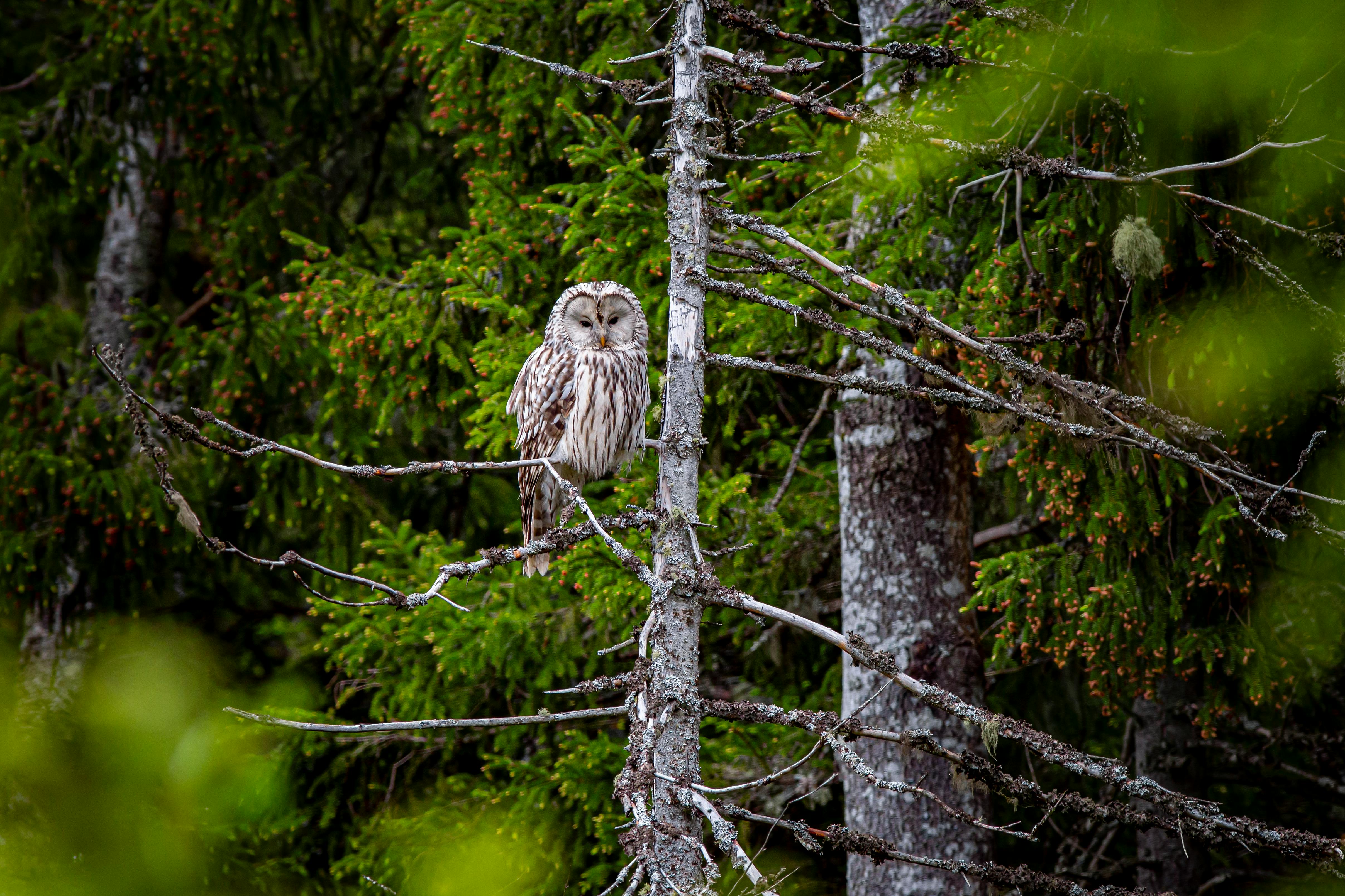 Close-up View Of An Owl · Free Stock Photo