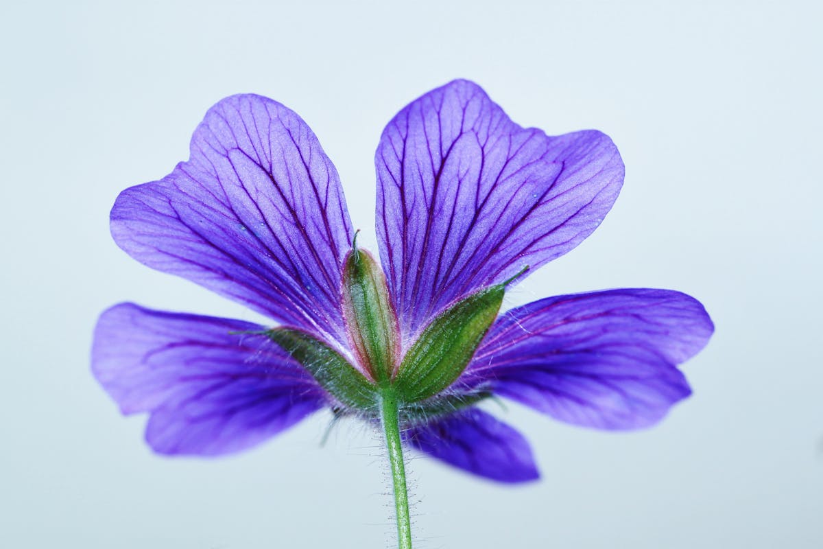 Violet Flower Photos, Download The BEST Free Violet Flower Stock Photos ...