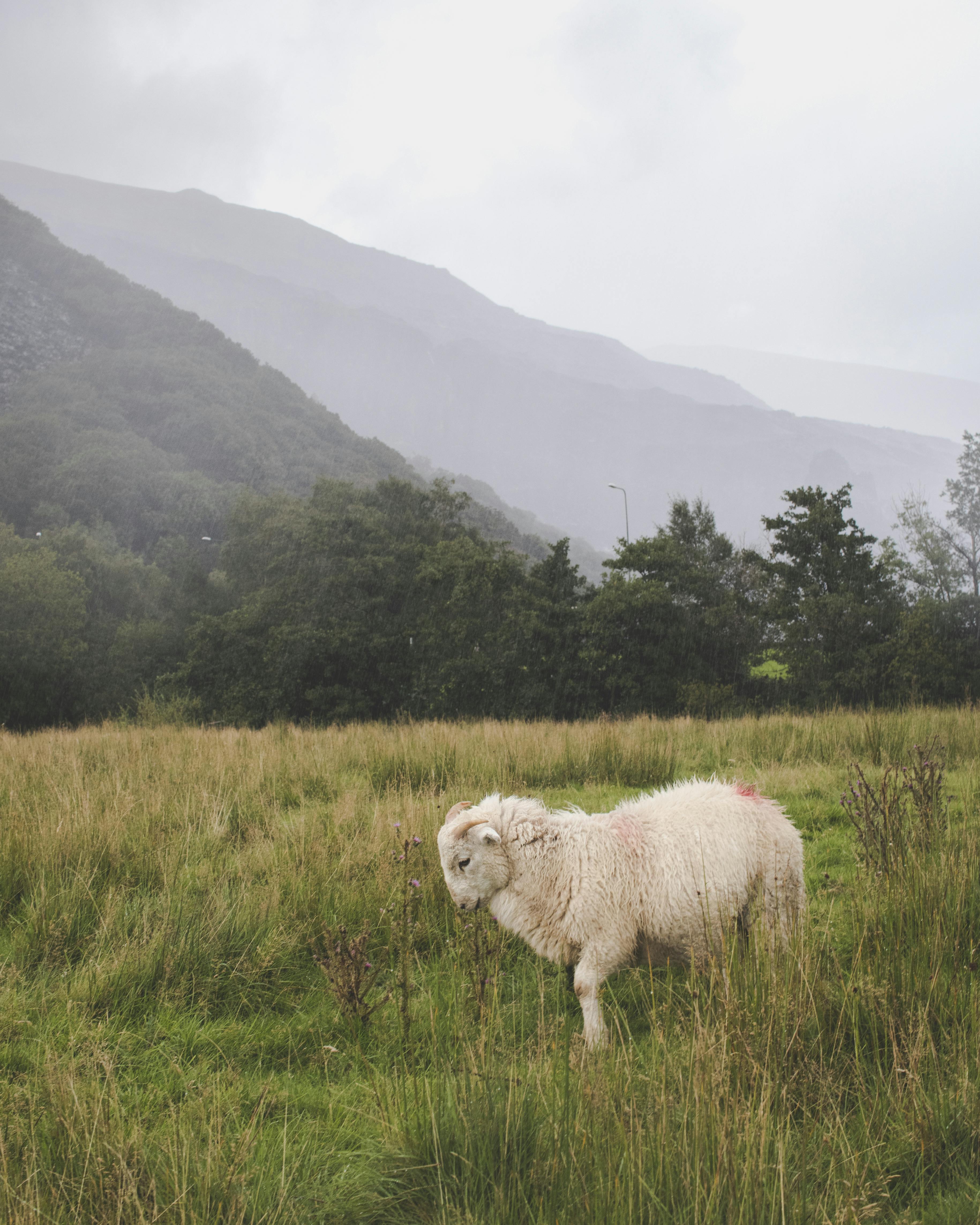 White Sheep on Green Grass Field · Free Stock Photo