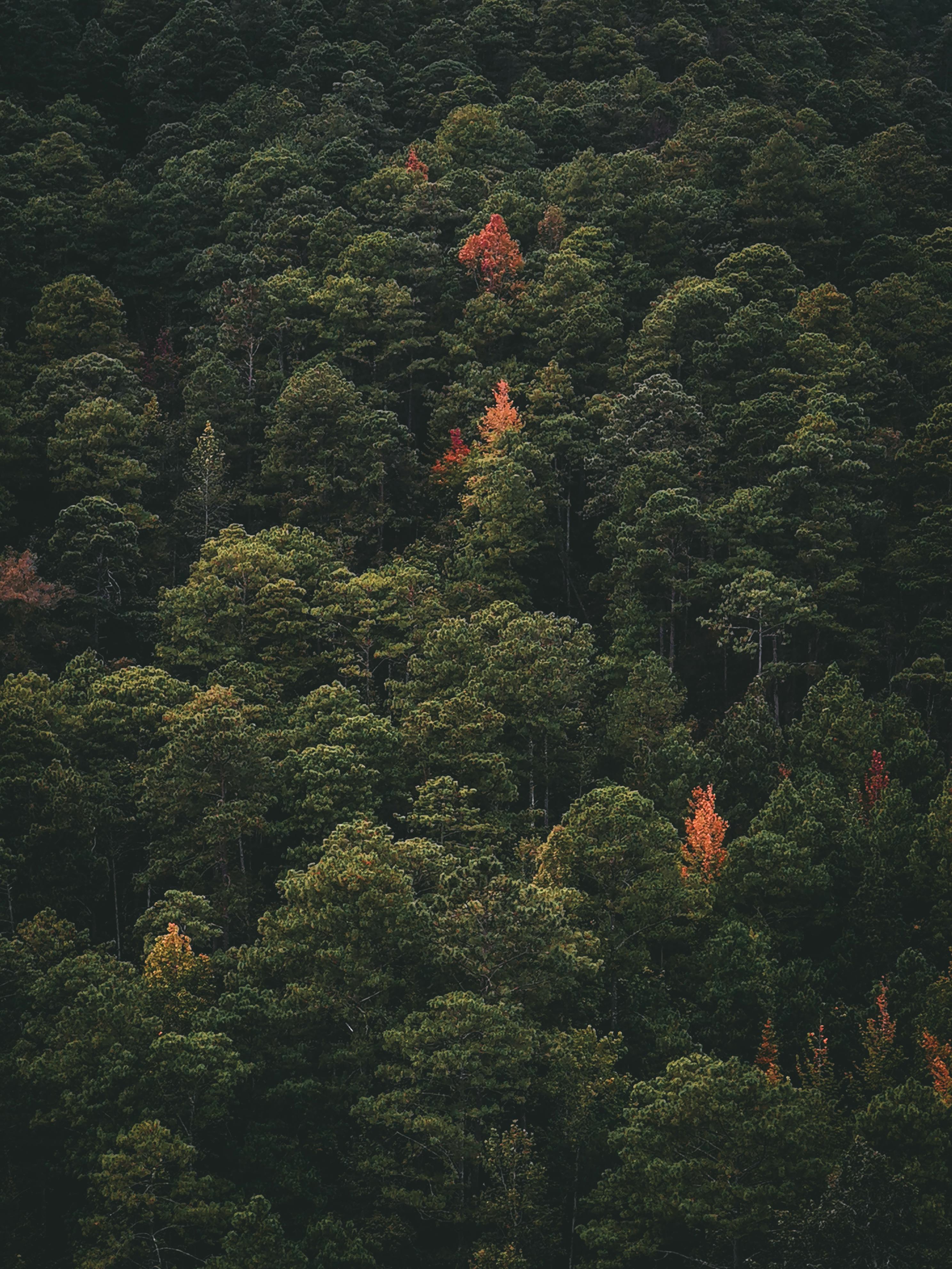 Lush trees growing in spectacular forest · Free Stock Photo