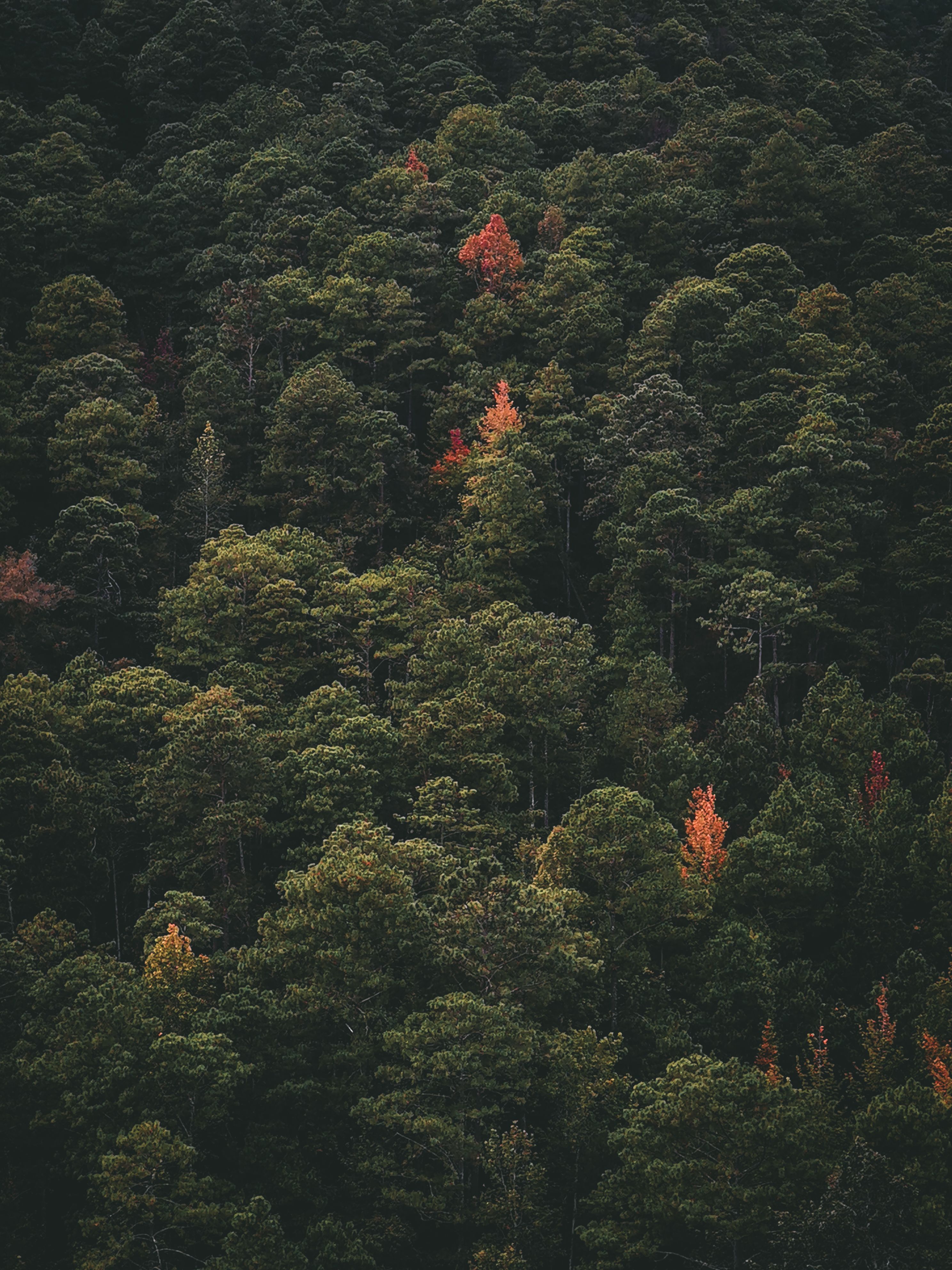 View of beautiful fall forest · Free Stock Photo