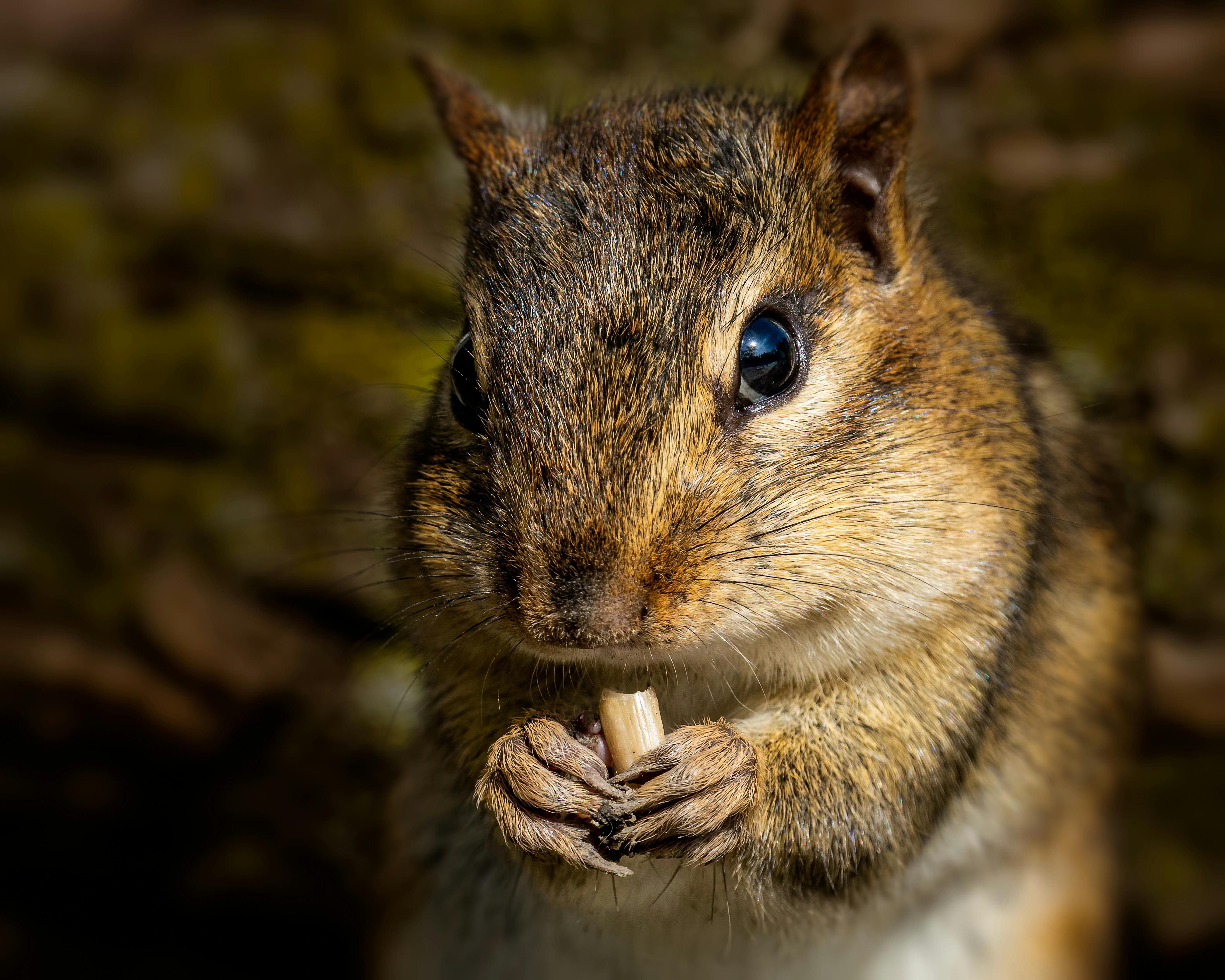 Cute chipmunk eating seed in nature · Free Stock Photo