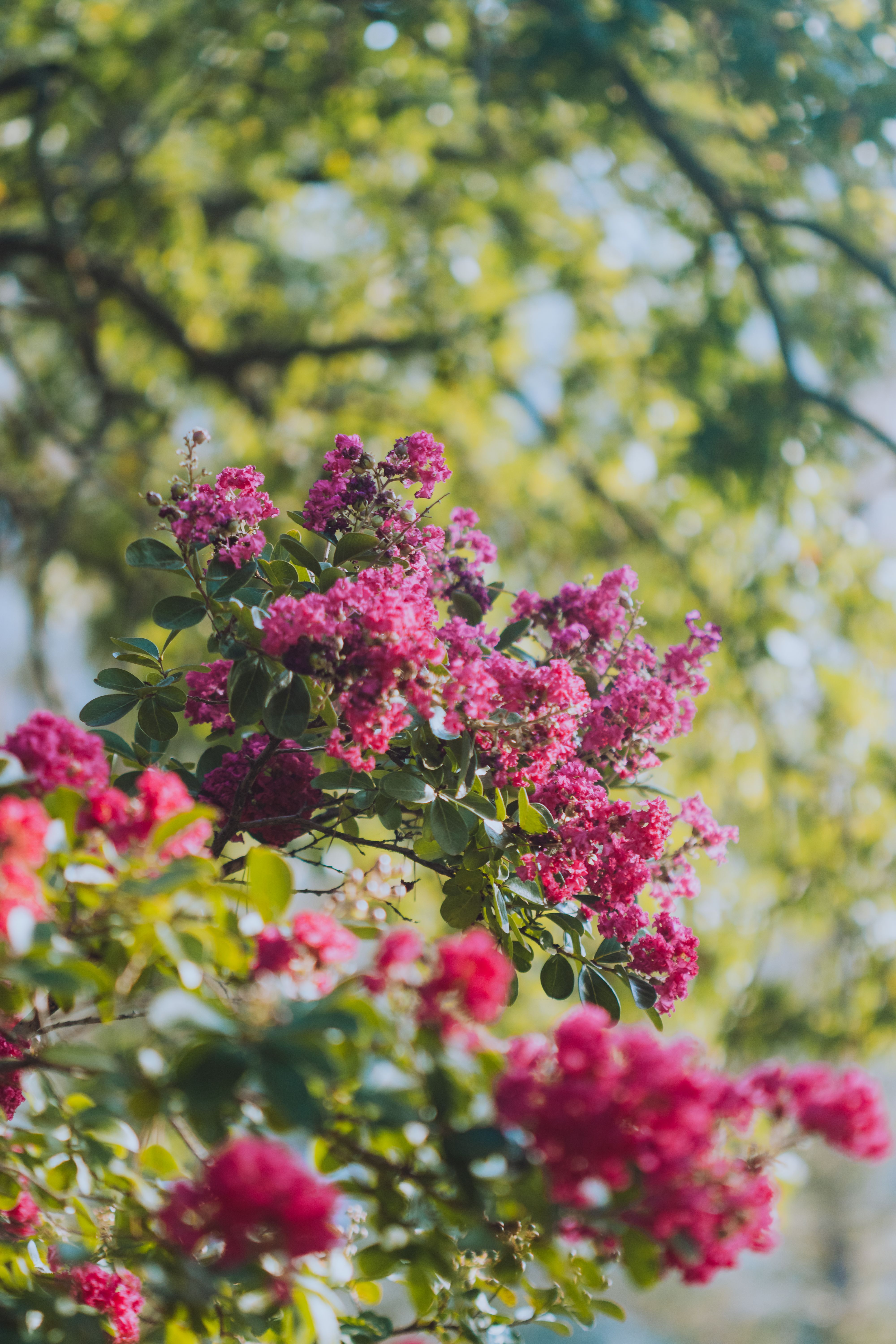 Blooming shrub with pink flowers · Free Stock Photo
